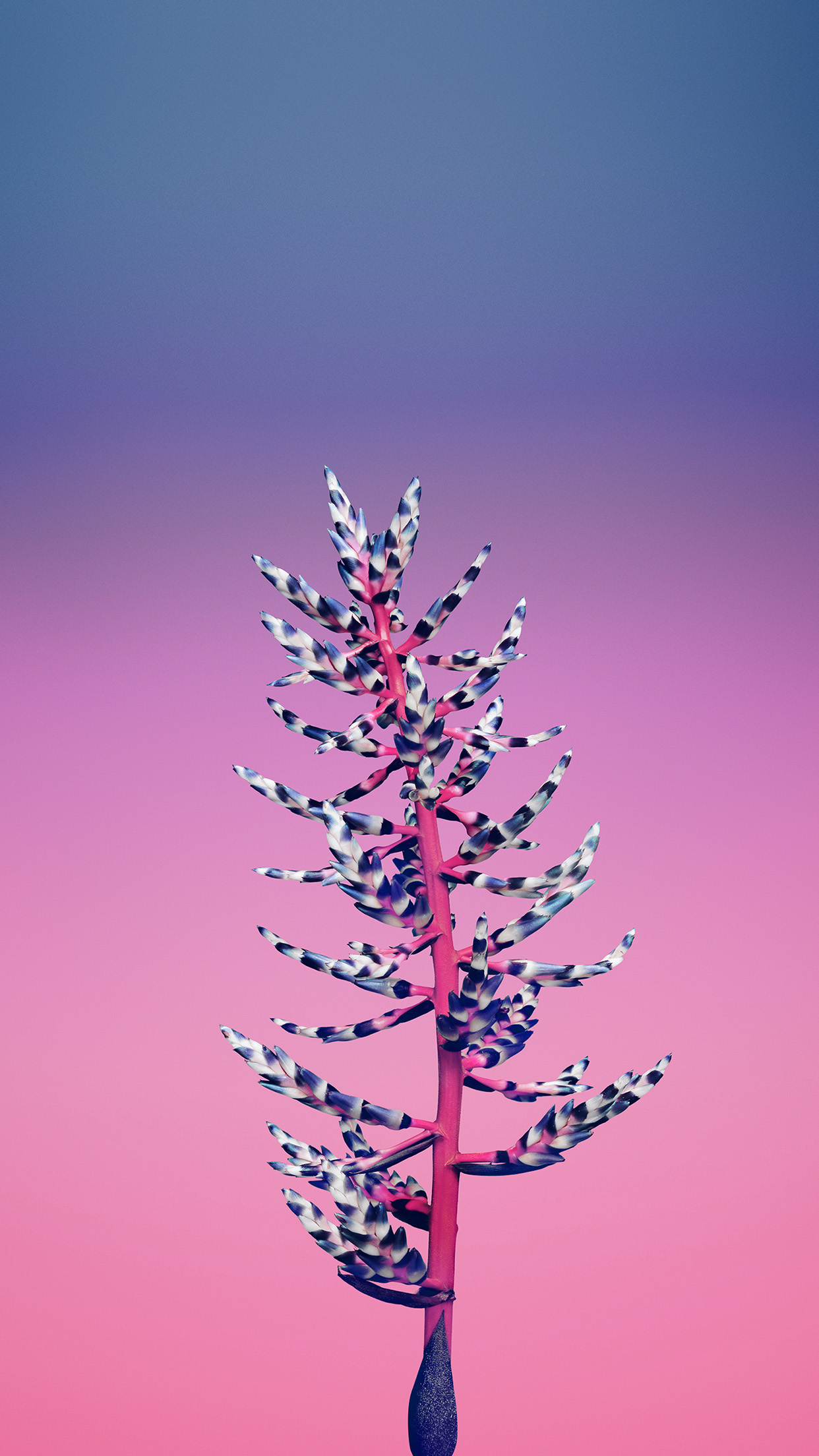 Apple Flower Wallpapers - Wallpaper Cave