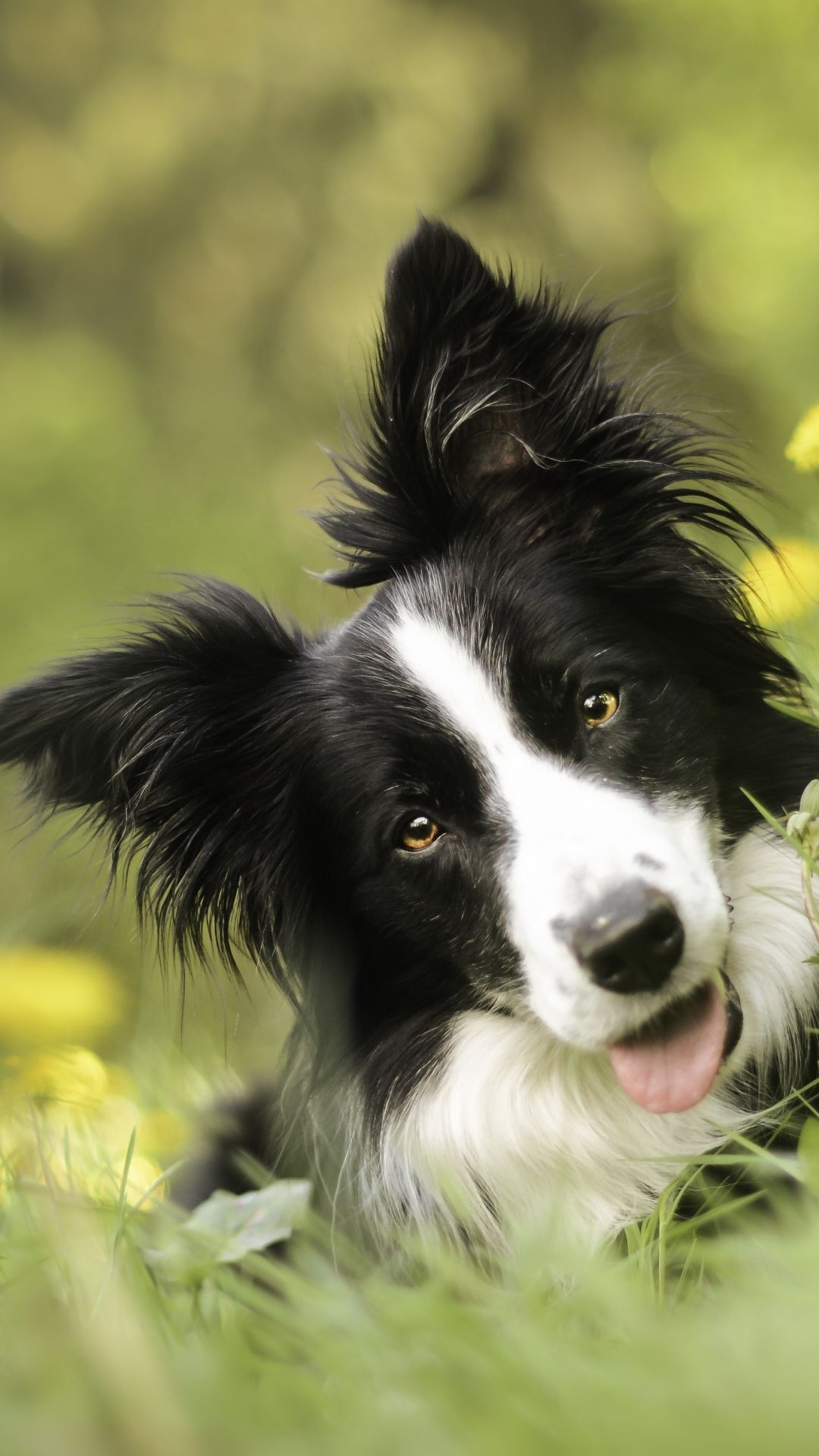 Border Collie Puppies Wallpapers - Wallpaper Cave
