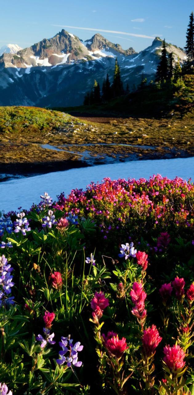 Mountain Flowers Wallpapers - Wallpaper Cave