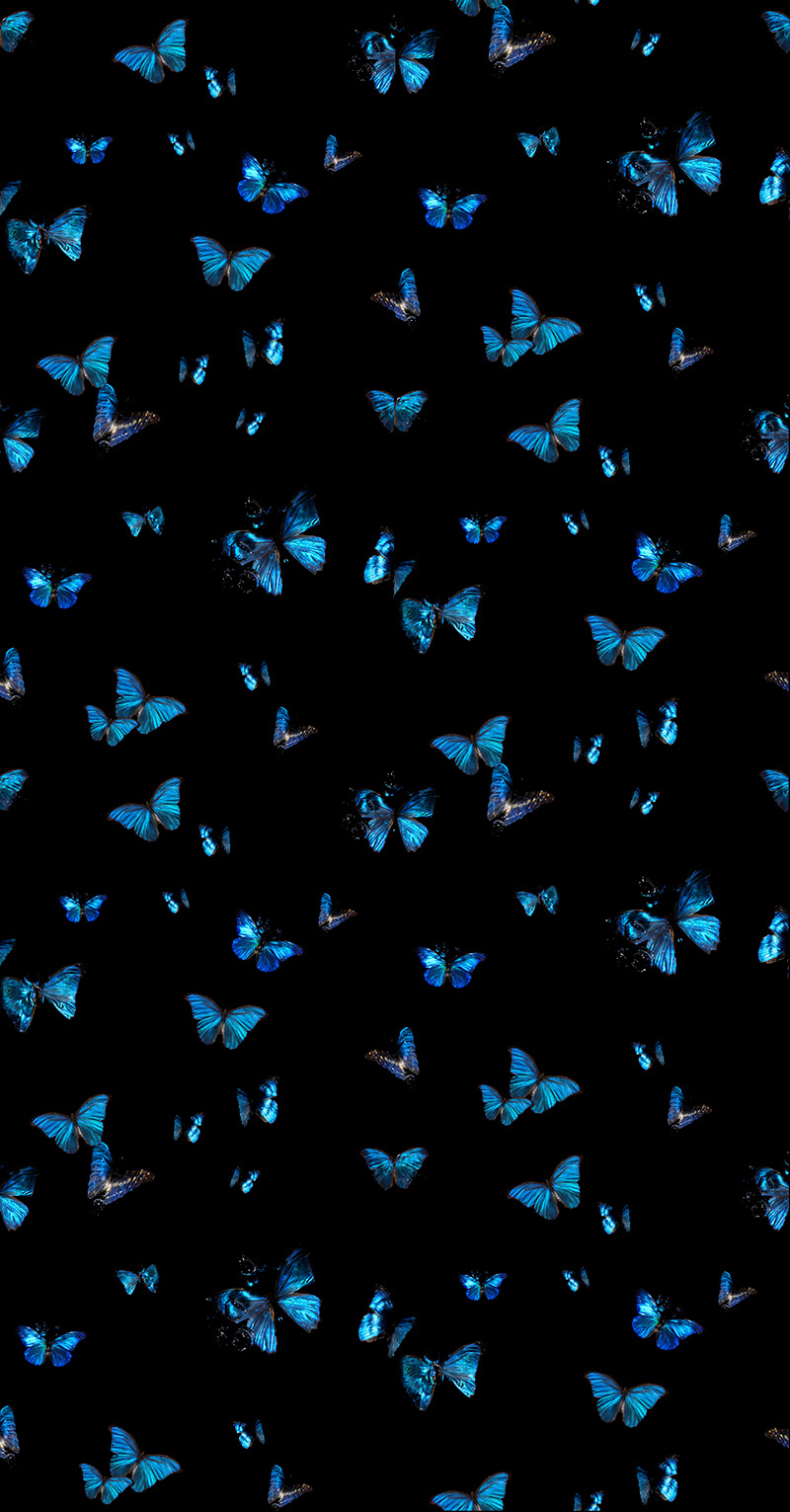 Morpho Butterflies Wallpapers - Wallpaper Cave