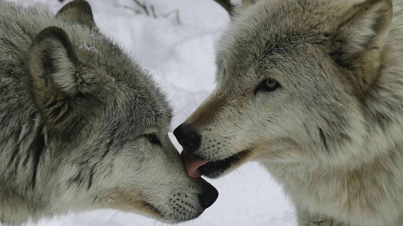 Wolves Kissing Wallpapers - Wallpaper Cave