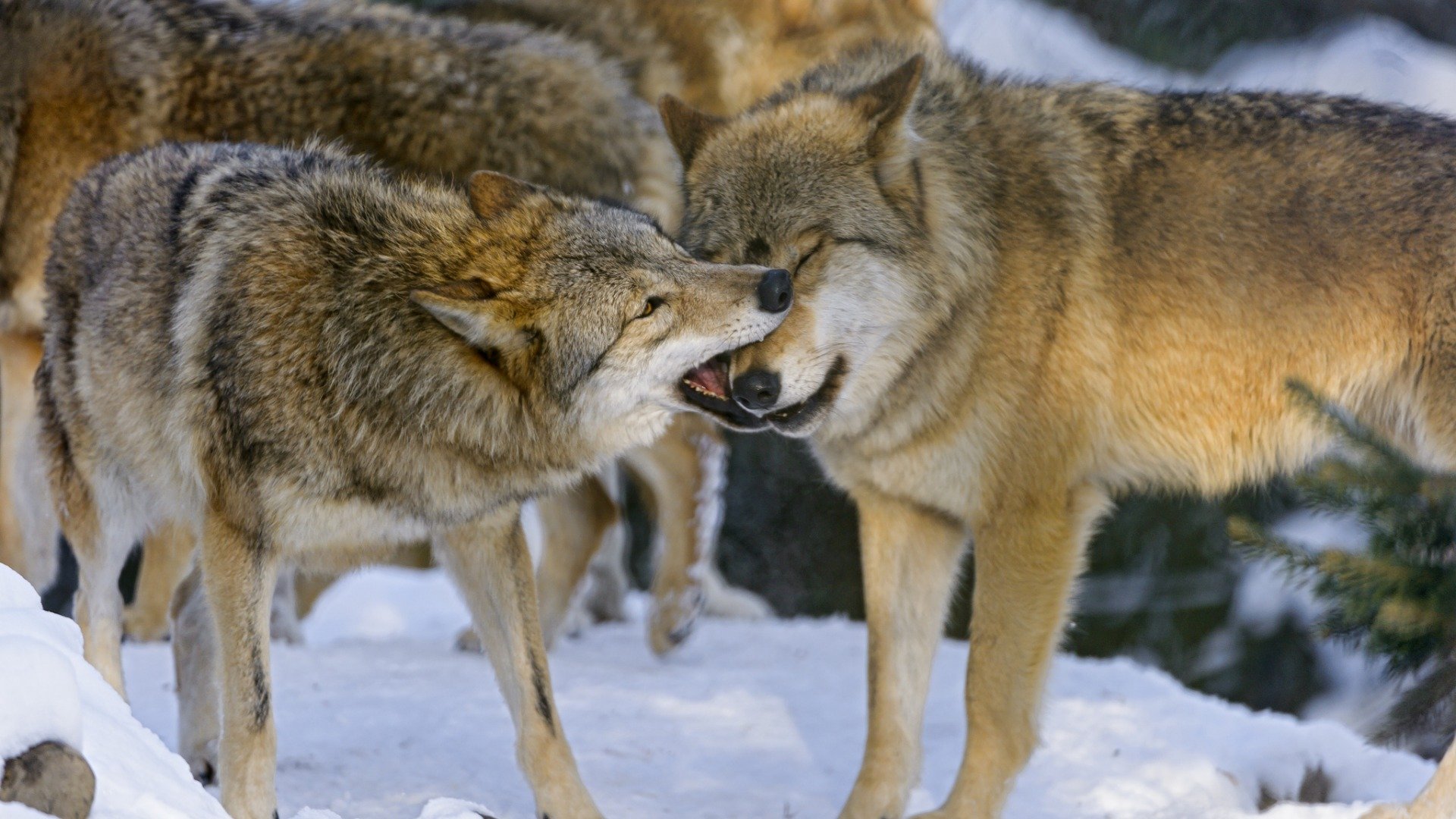 Wolves Kissing Wallpapers - Wallpaper Cave
