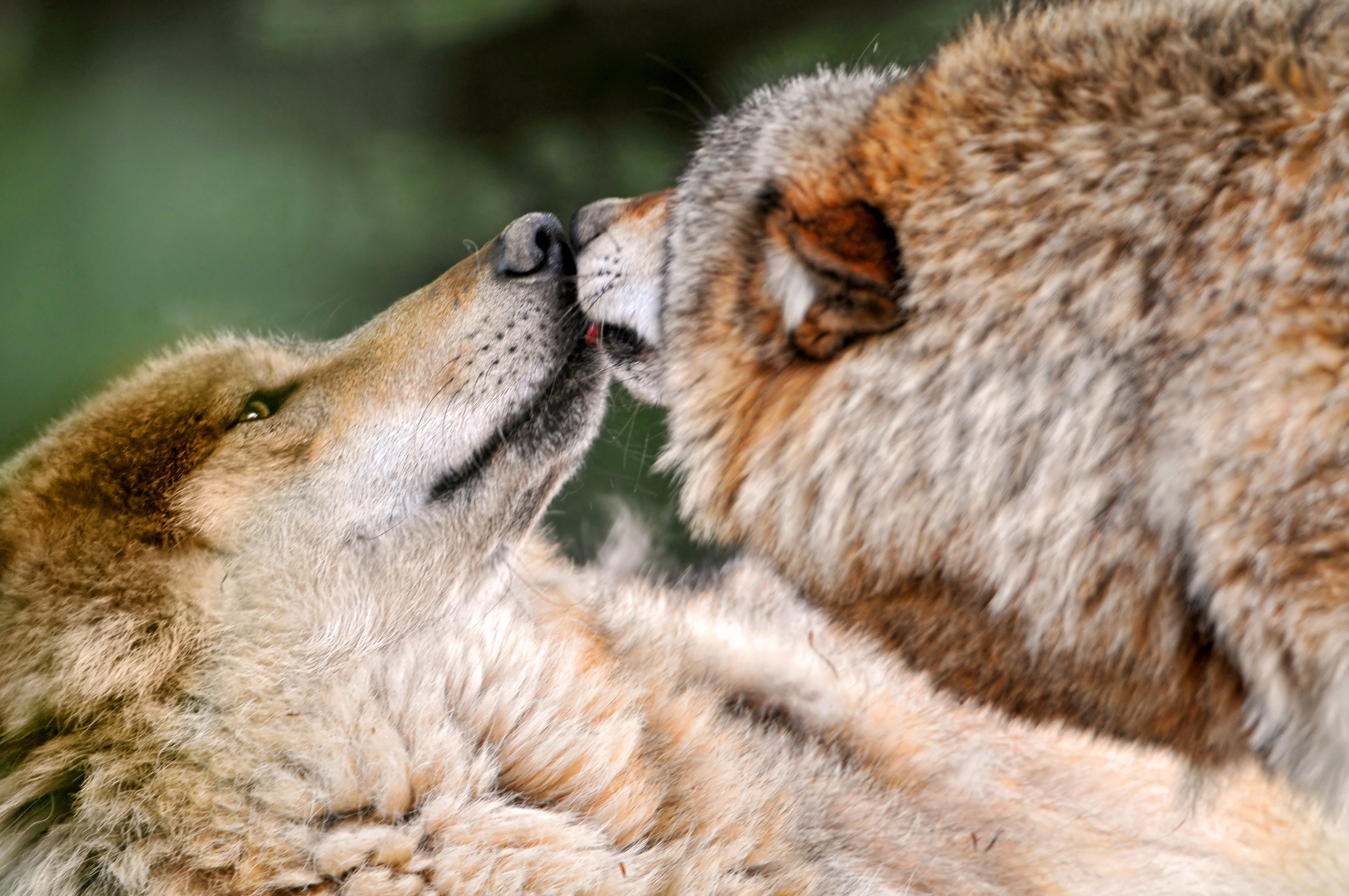 Wolves Kissing Wallpapers - Wallpaper Cave