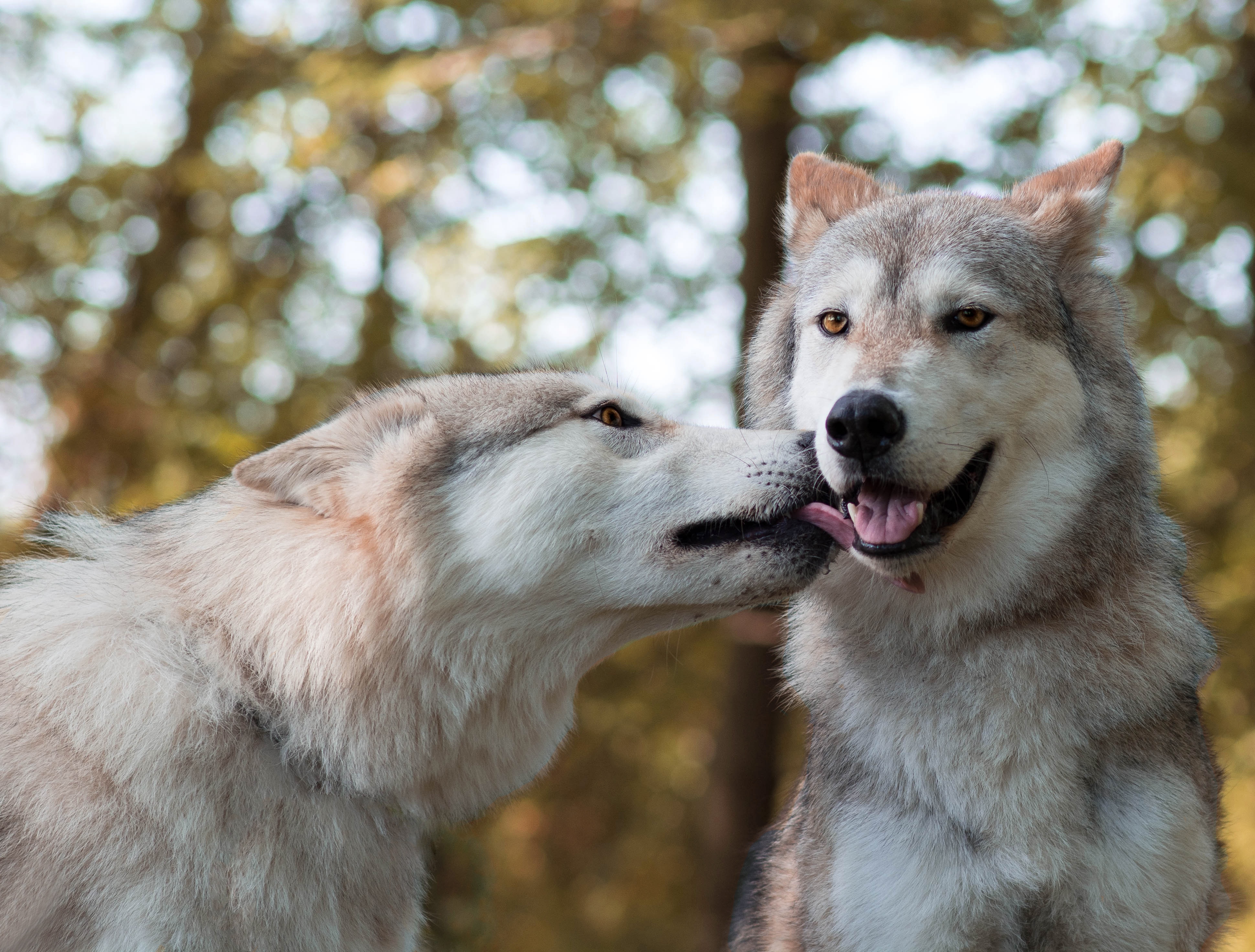 Wolves Kissing Wallpapers - Wallpaper Cave