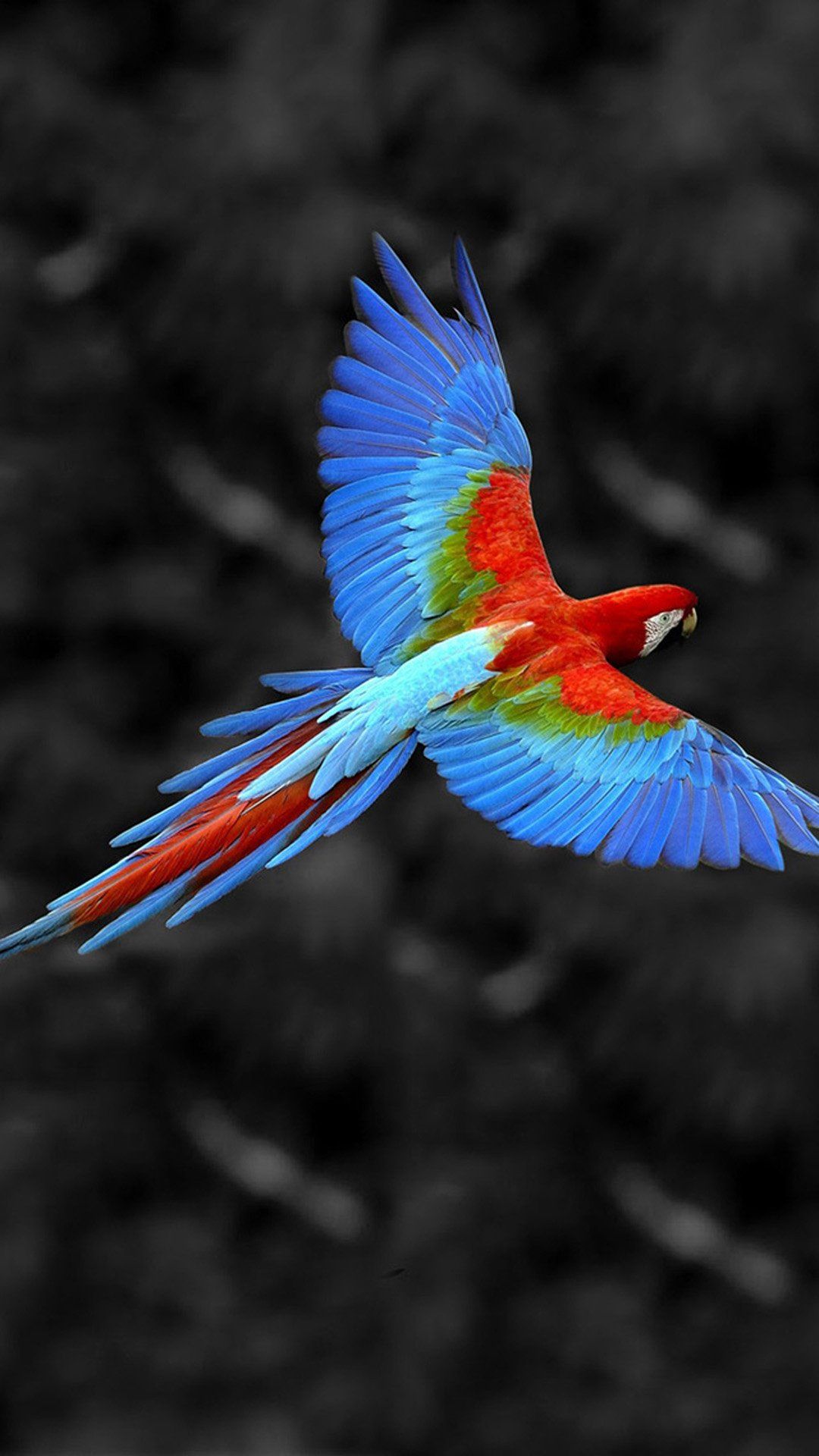All Birds Wallpapers - Wallpaper Cave