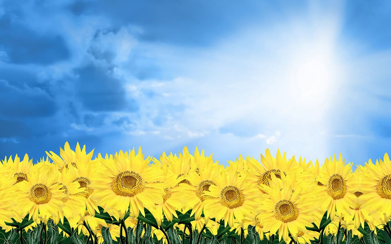 Spring Sunflower Wallpapers - Wallpaper Cave