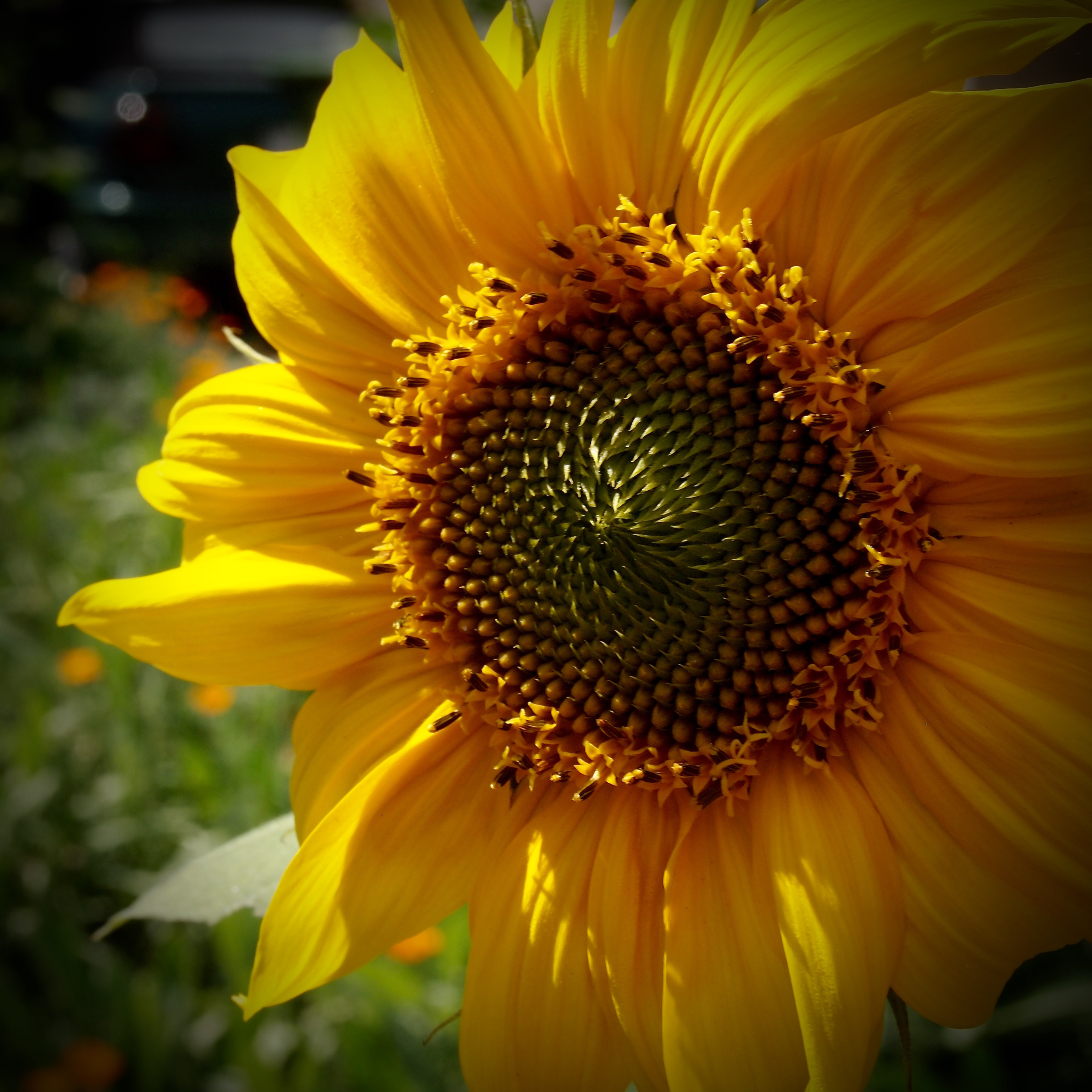 Spring Sunflower Wallpapers - Wallpaper Cave