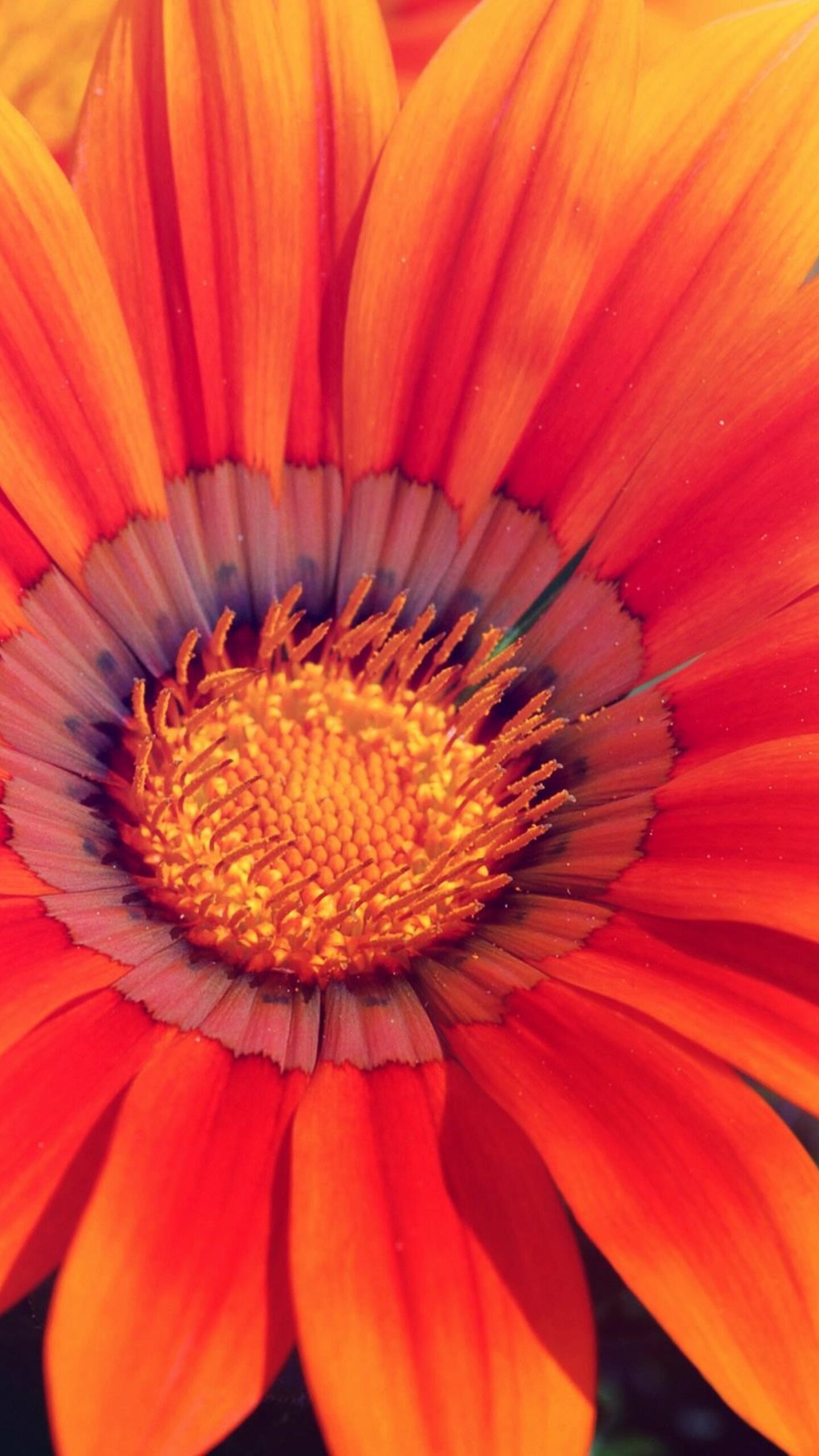 Spring Sunflower Wallpapers - Wallpaper Cave