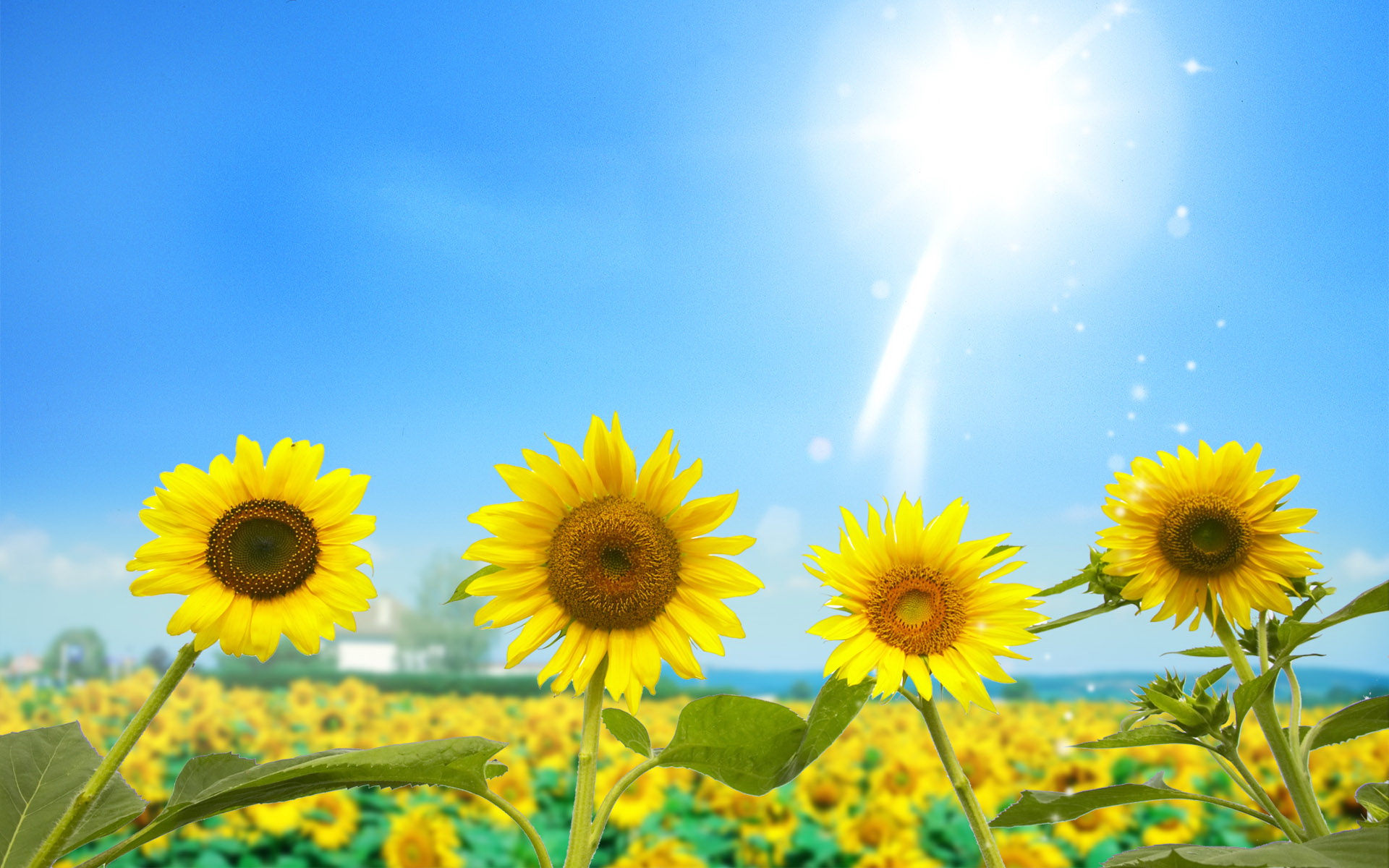 Spring Sunflower Wallpapers - Wallpaper Cave