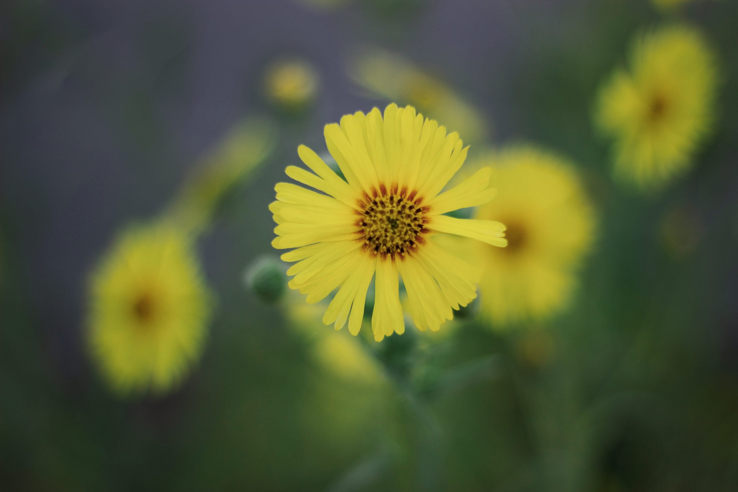 Madia Wallpapers - Wallpaper Cave