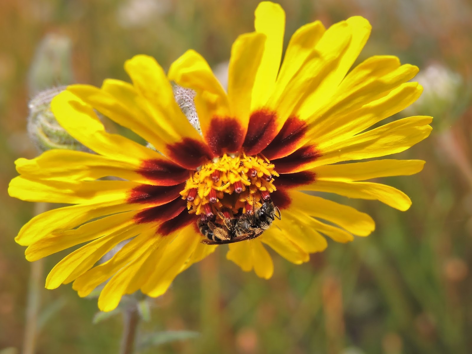 Madia Wallpapers - Wallpaper Cave