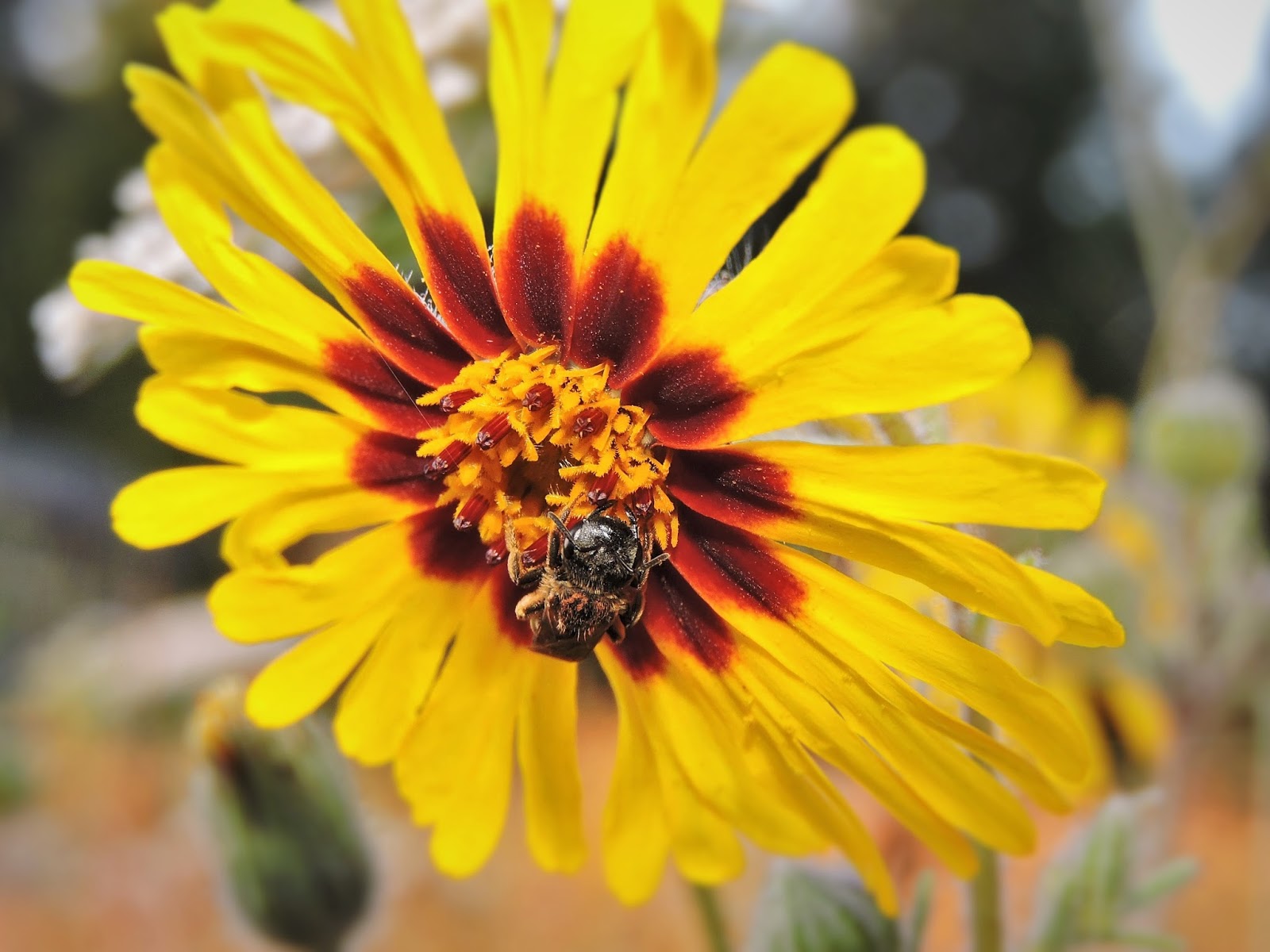 Madia Wallpapers - Wallpaper Cave