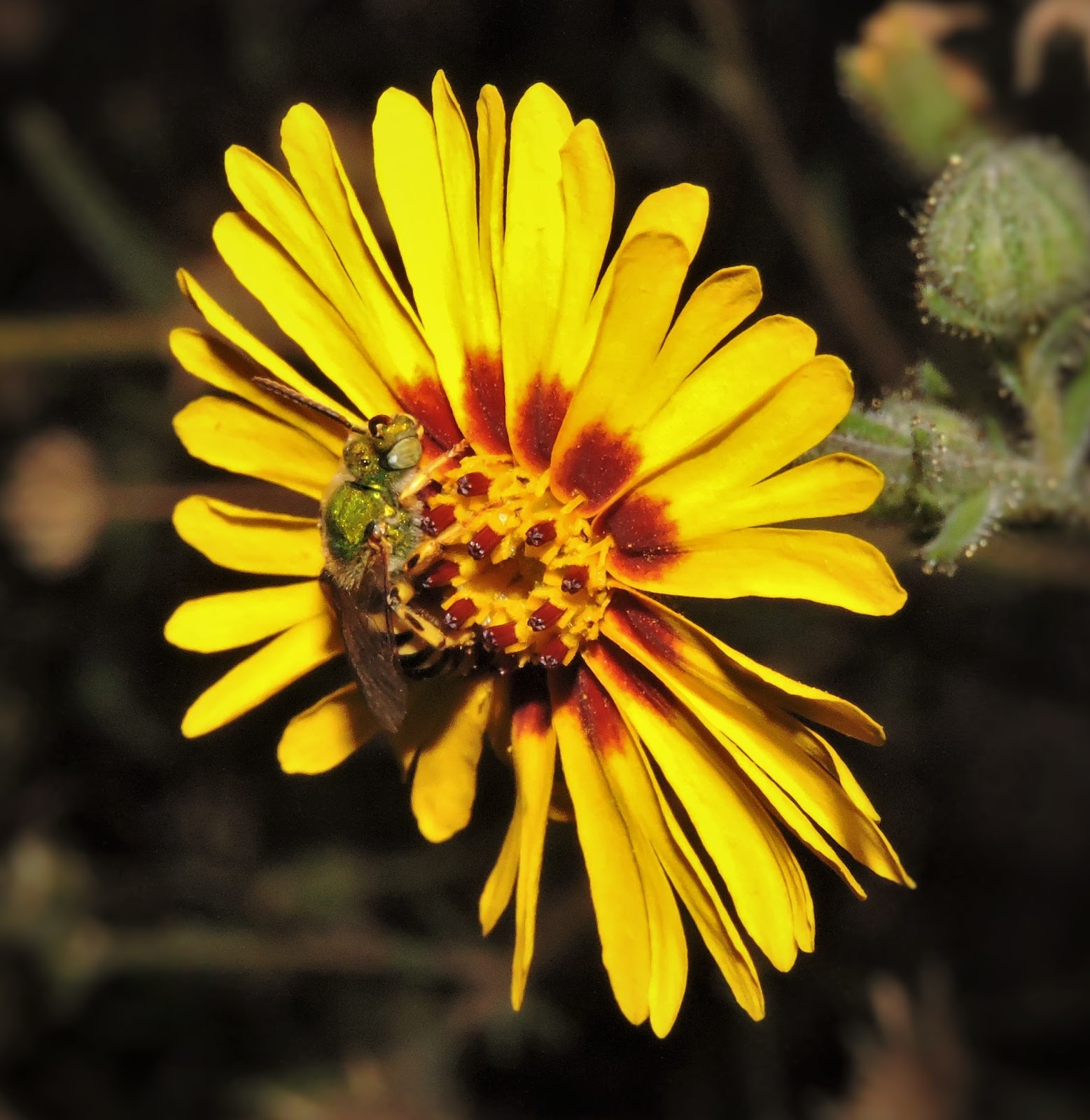 Madia Wallpapers - Wallpaper Cave