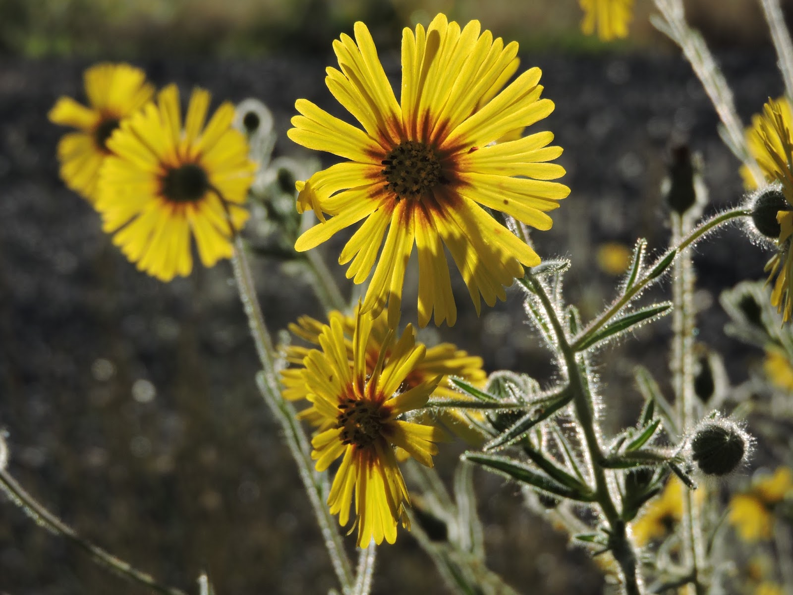 Madia Wallpapers - Wallpaper Cave