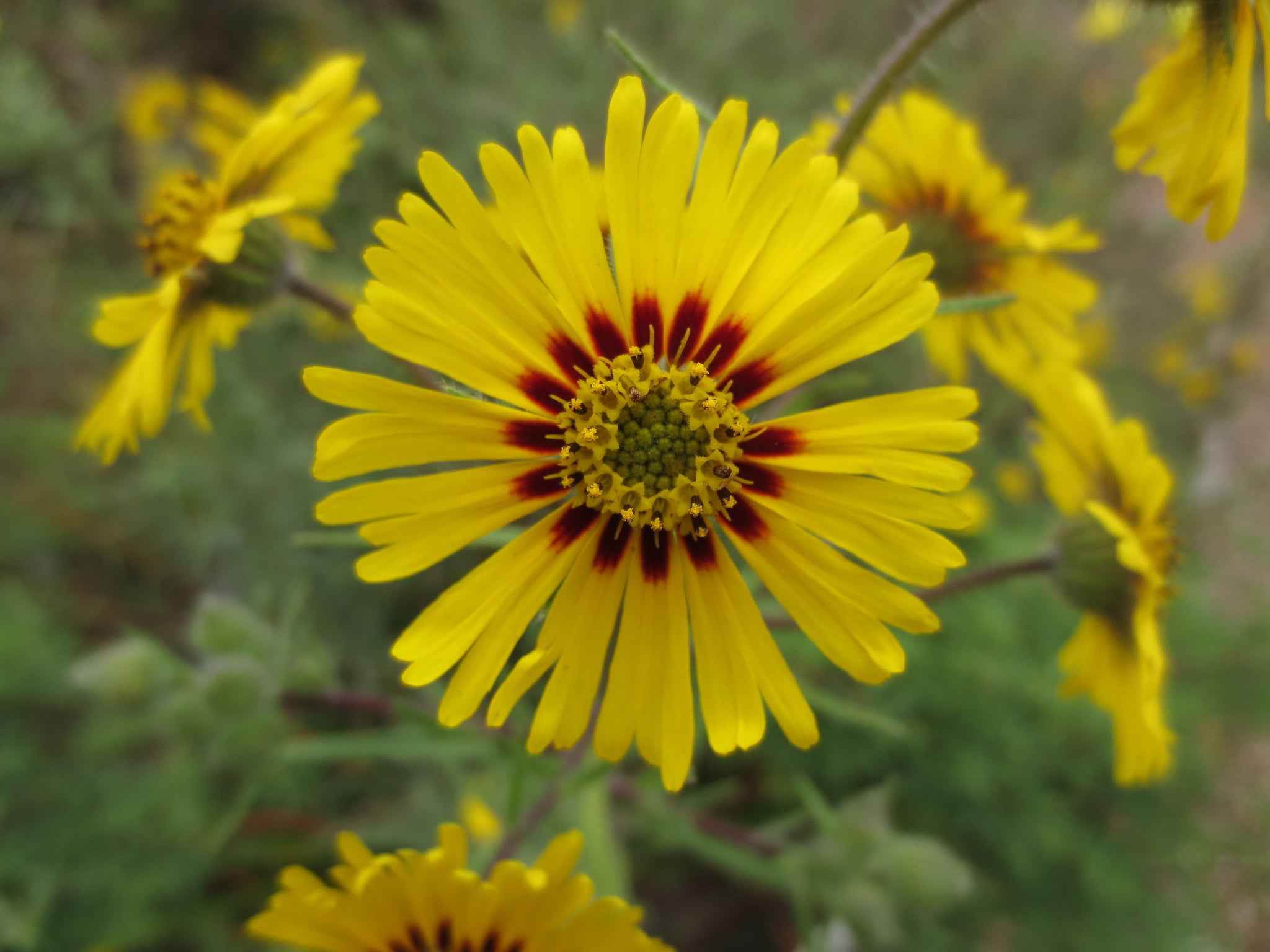 Madia Wallpapers - Wallpaper Cave