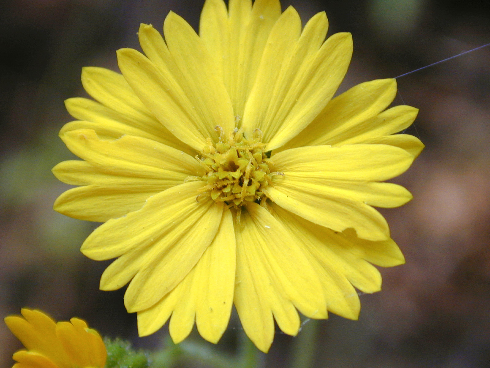 Madia Wallpapers - Wallpaper Cave