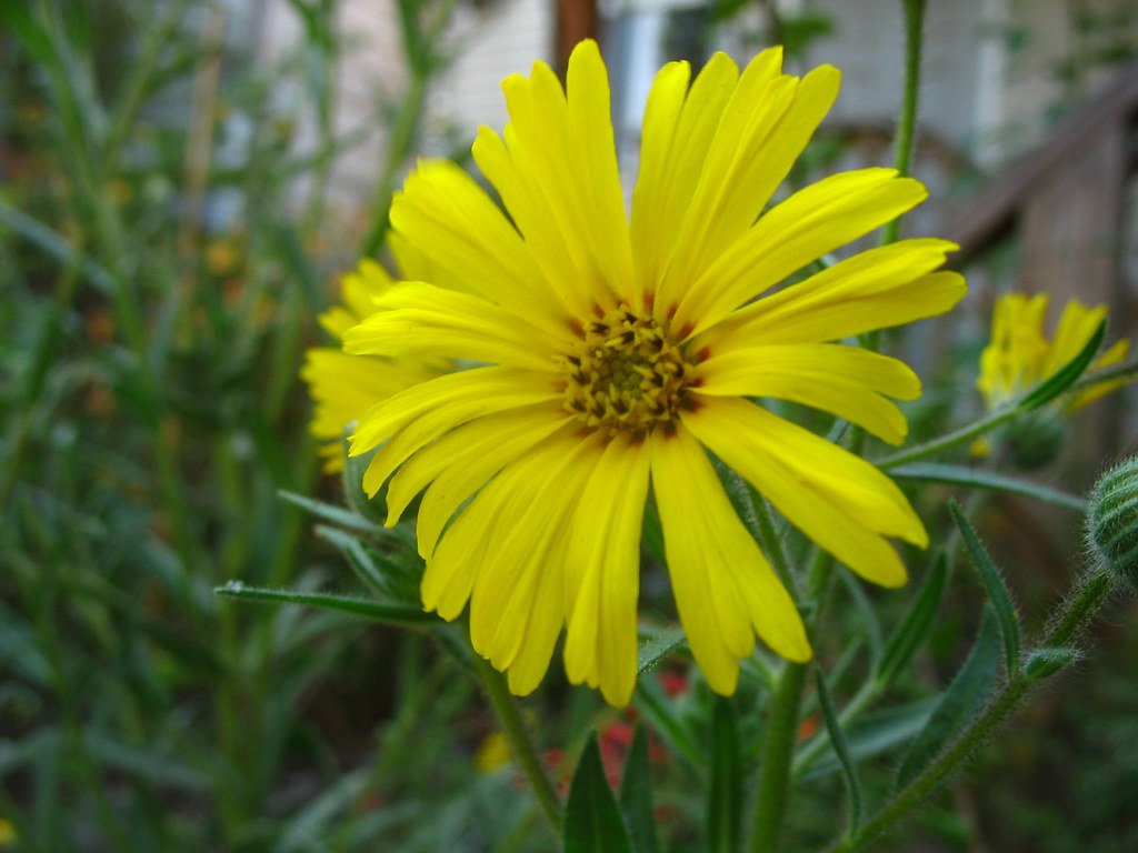 Madia Wallpapers - Wallpaper Cave