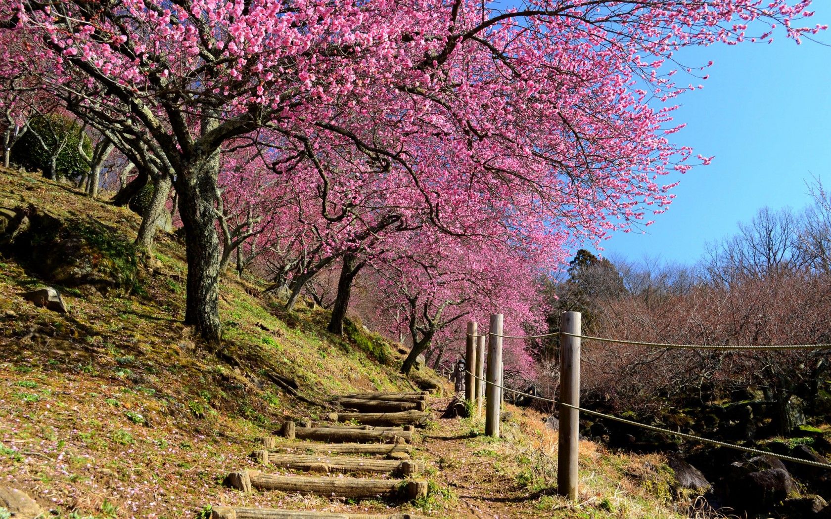 Spring Japan City Wallpapers - Wallpaper Cave