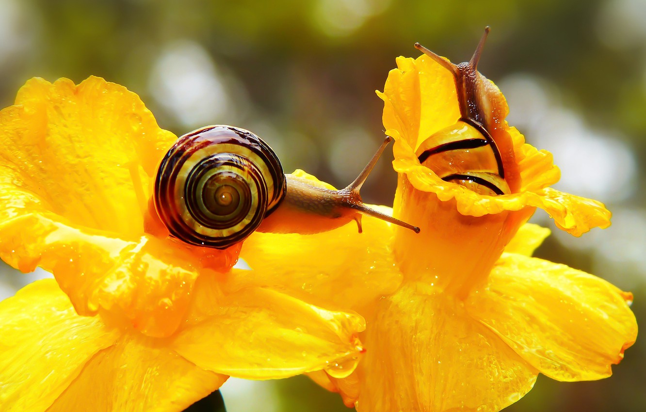 Spring Snails Wallpapers - Wallpaper Cave