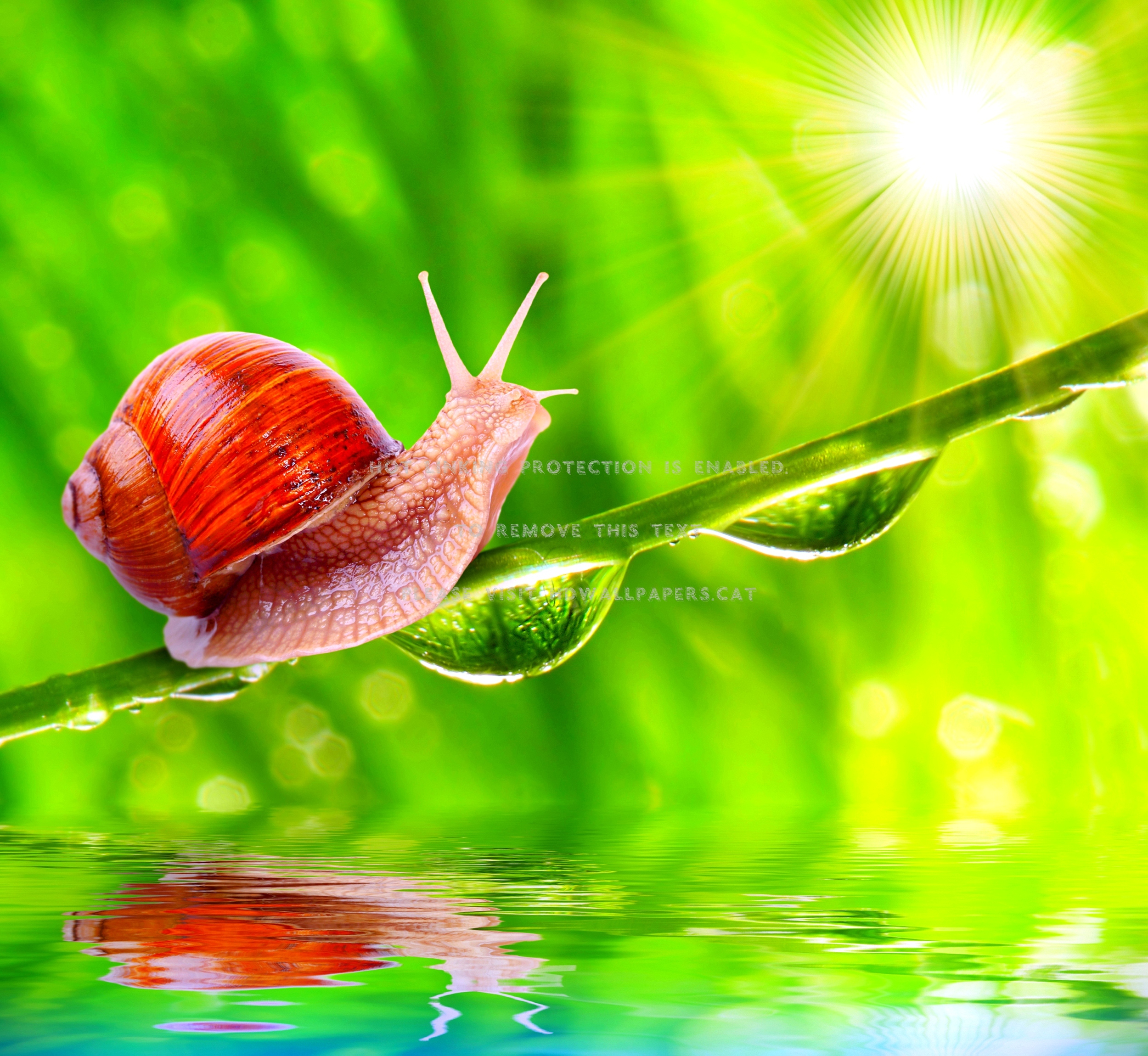 Spring Snails Wallpapers - Wallpaper Cave