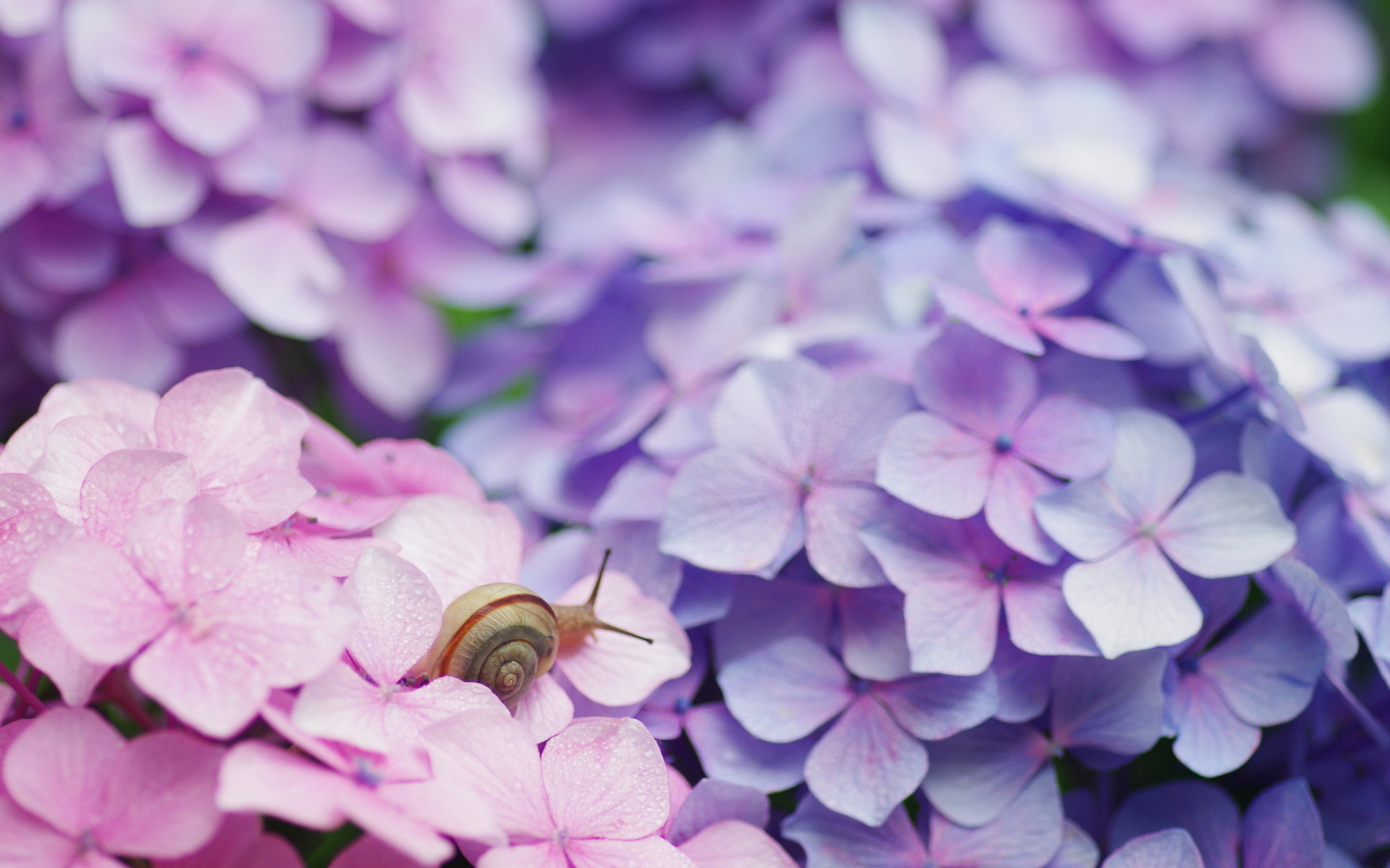 Spring Snails Wallpapers - Wallpaper Cave