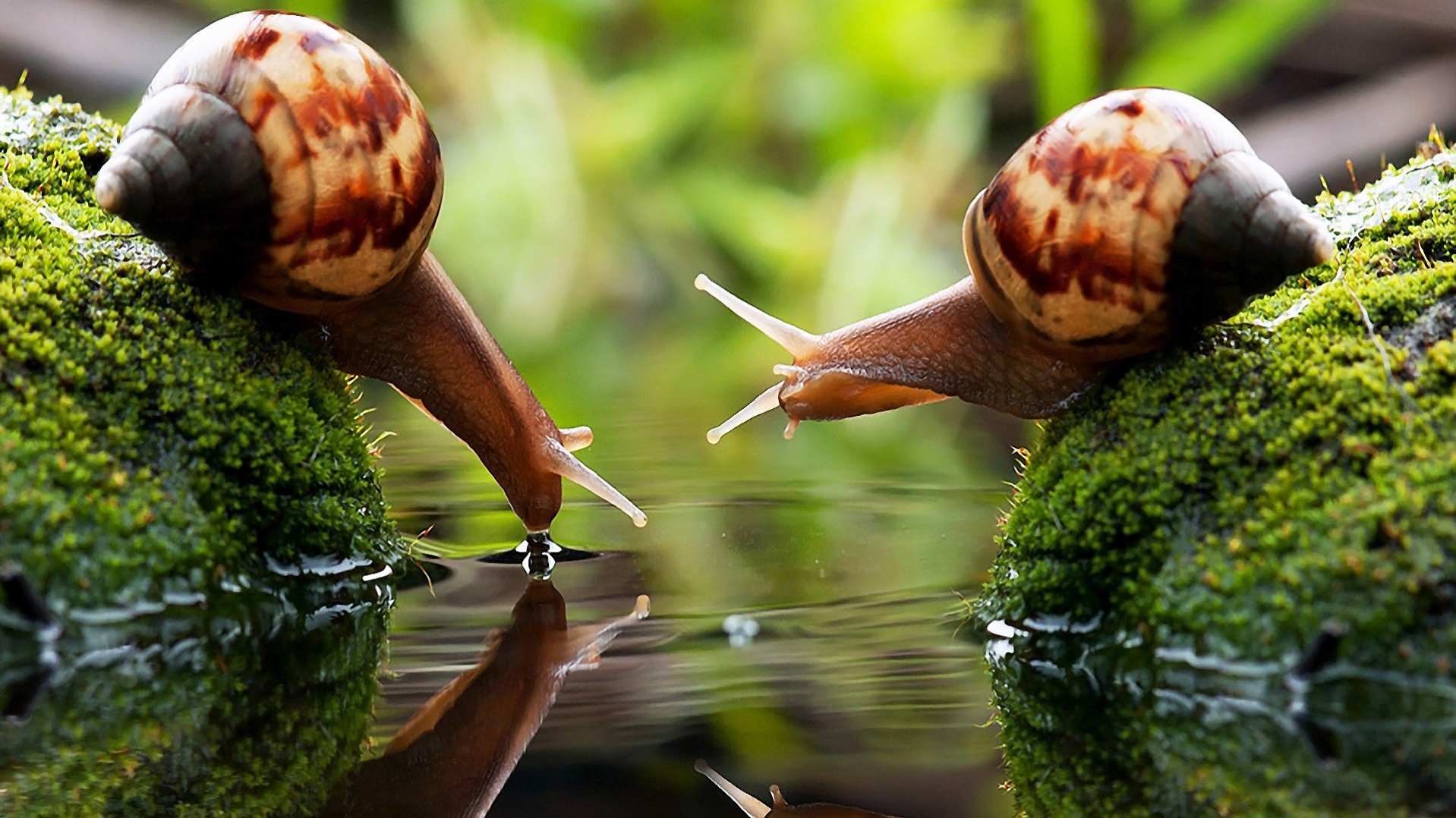 Spring Snails Wallpapers - Wallpaper Cave