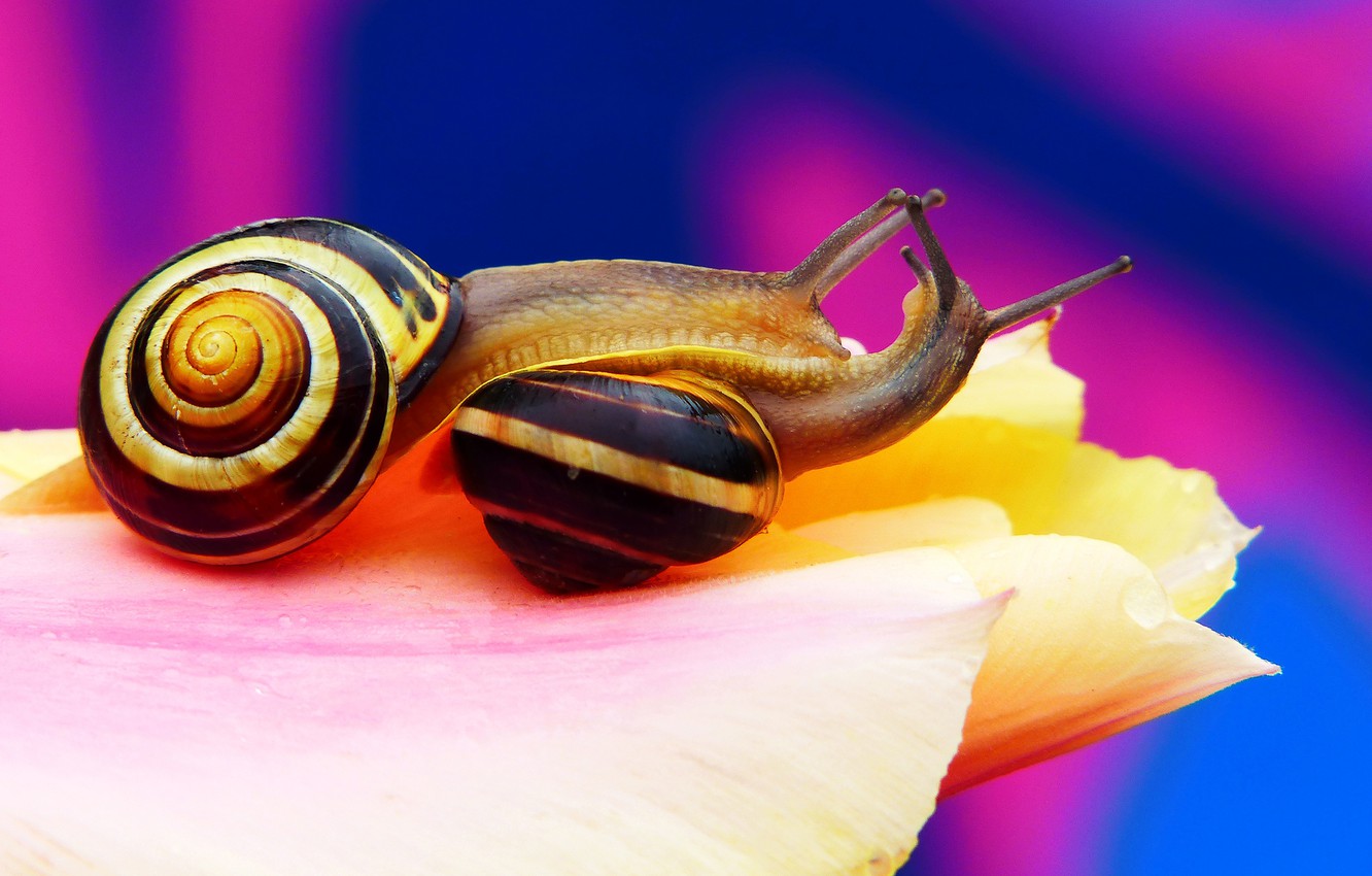 Spring Snails Wallpapers - Wallpaper Cave