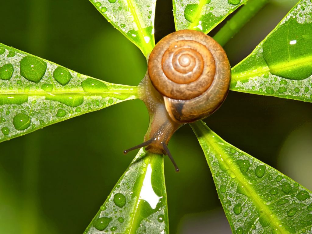 Spring Snails Wallpapers - Wallpaper Cave