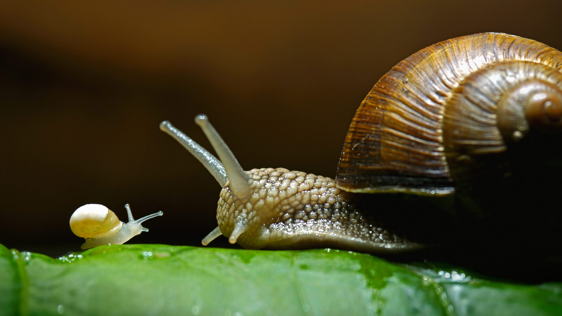 Spring Snails Wallpapers - Wallpaper Cave