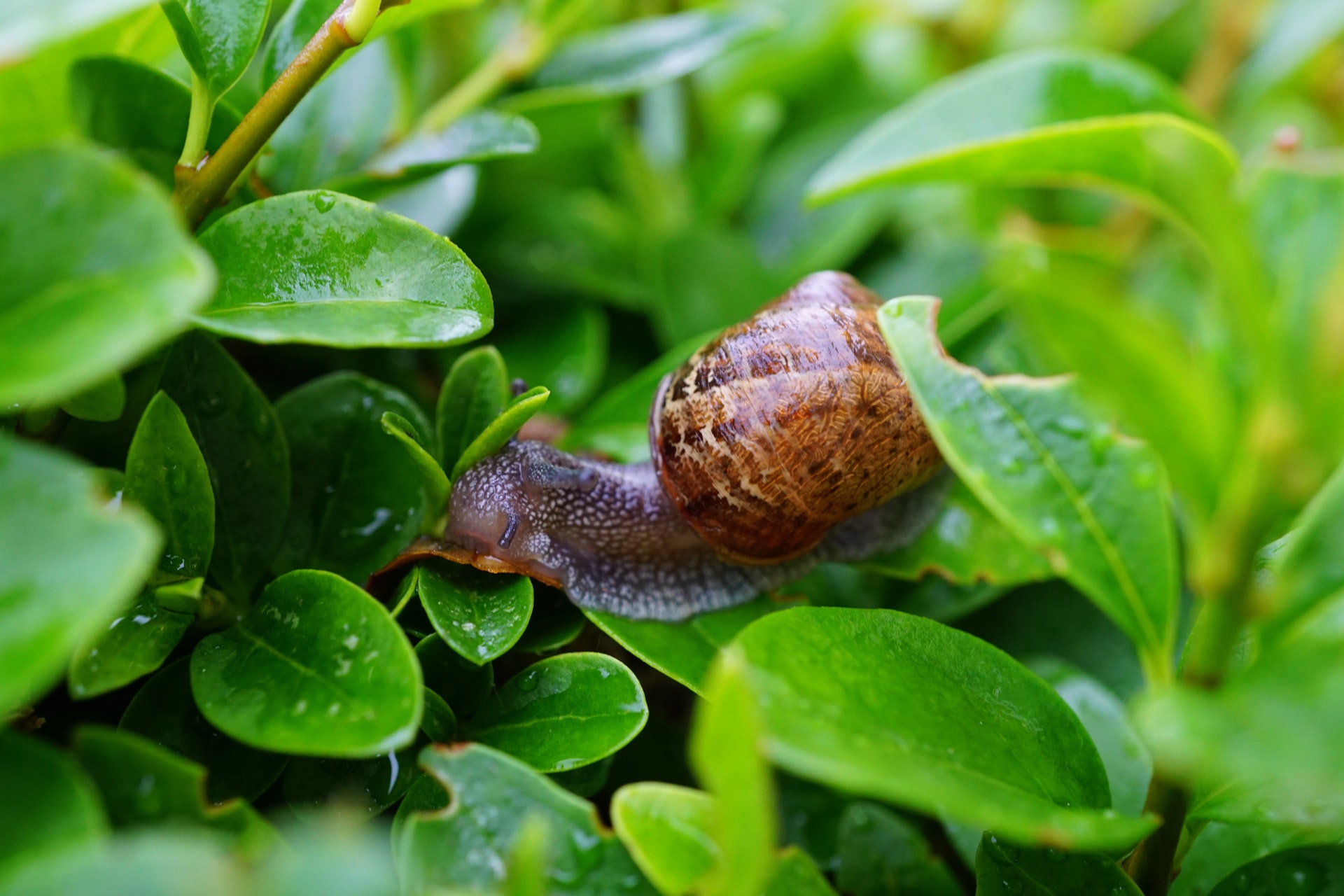 Spring Snails Wallpapers - Wallpaper Cave