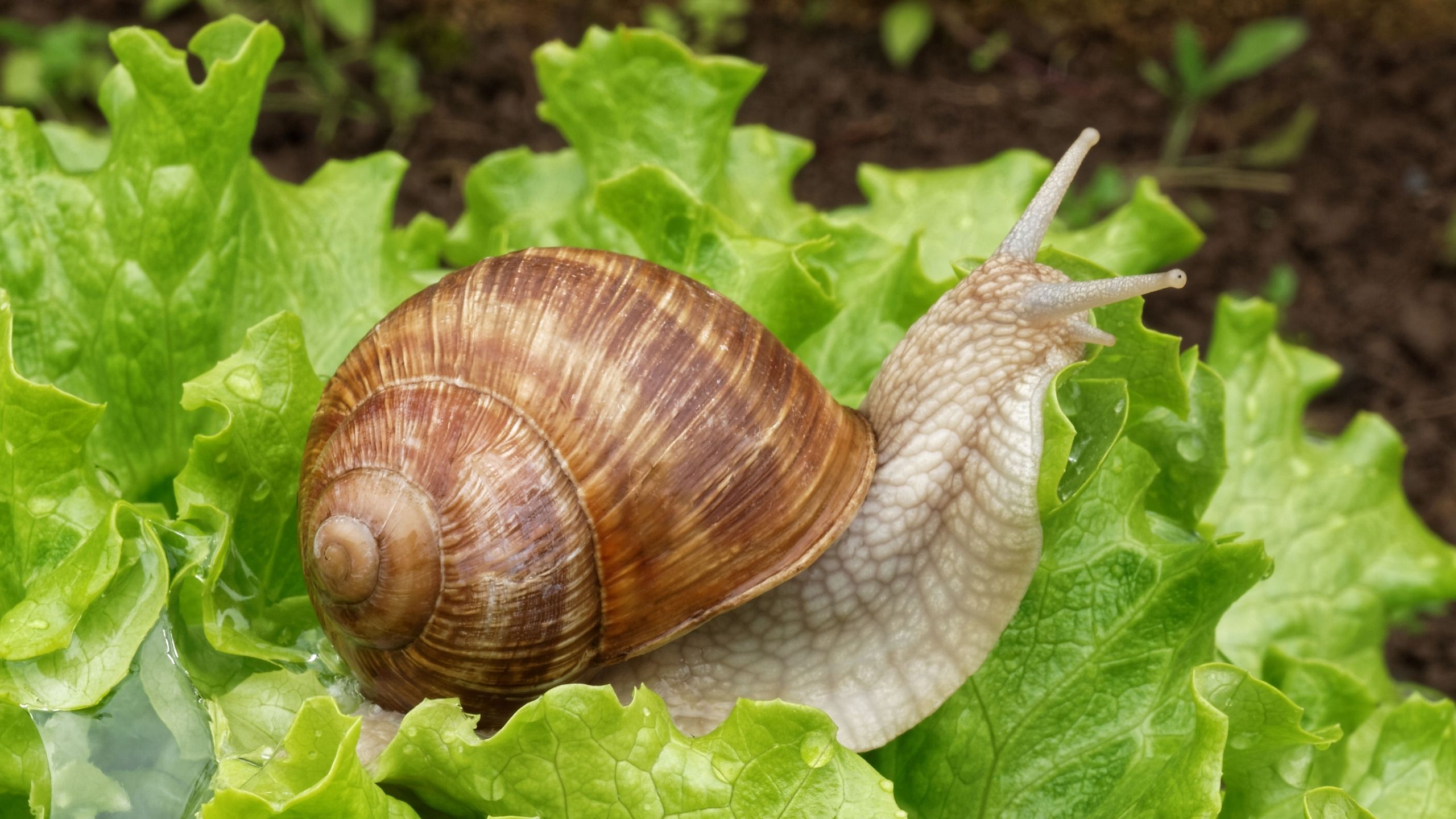 Spring Snails Wallpapers - Wallpaper Cave
