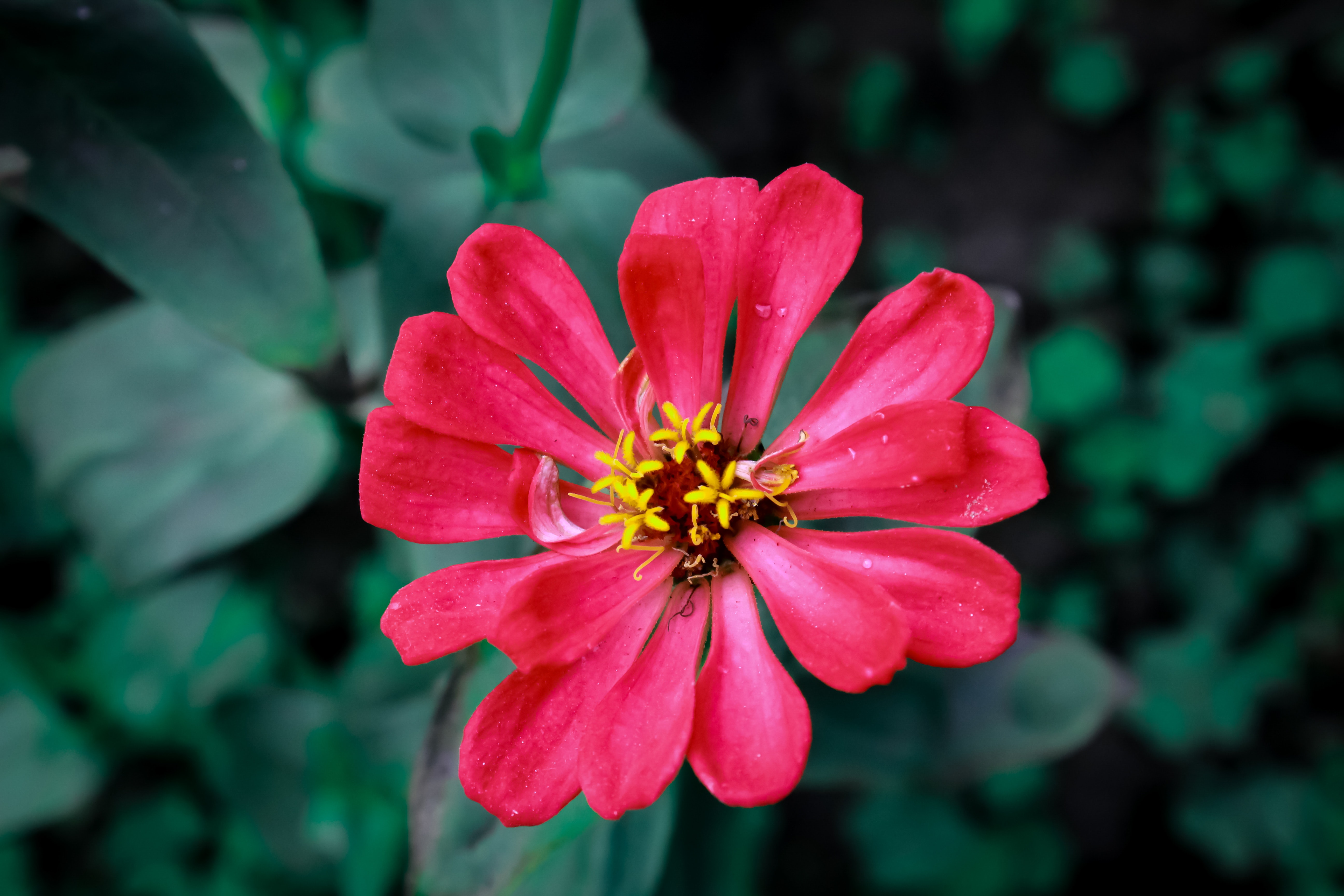 Flowers 4k Nature Wallpapers - Wallpaper Cave