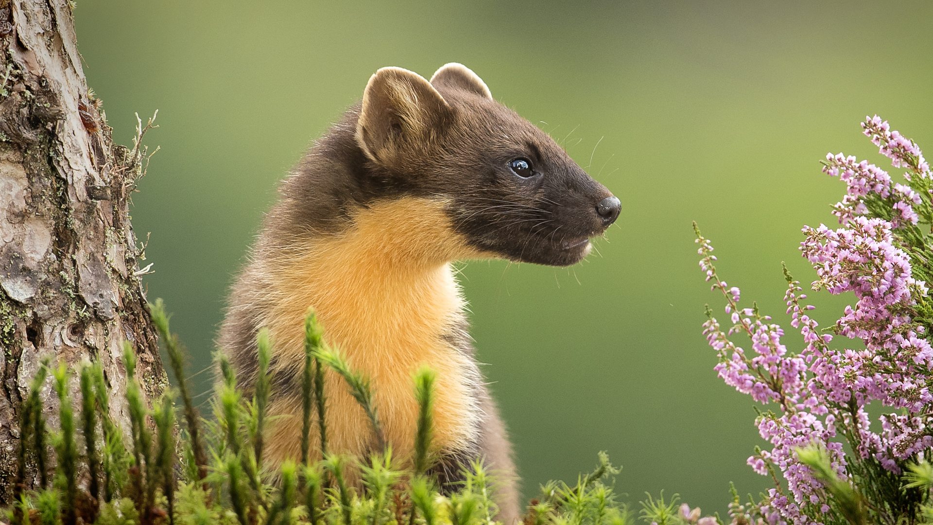 European Pine Marten Wallpapers - Wallpaper Cave