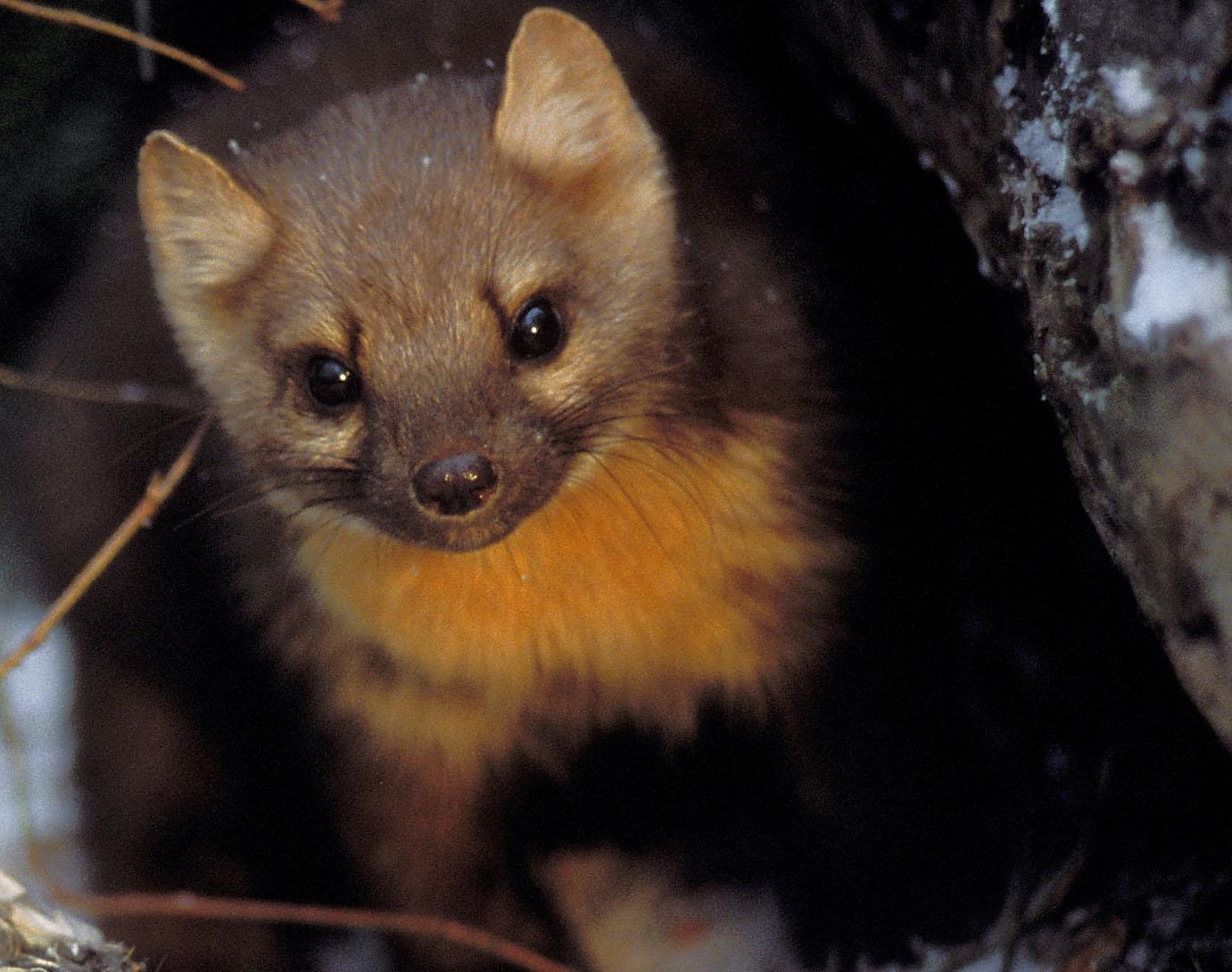 European Pine Marten Wallpapers - Wallpaper Cave