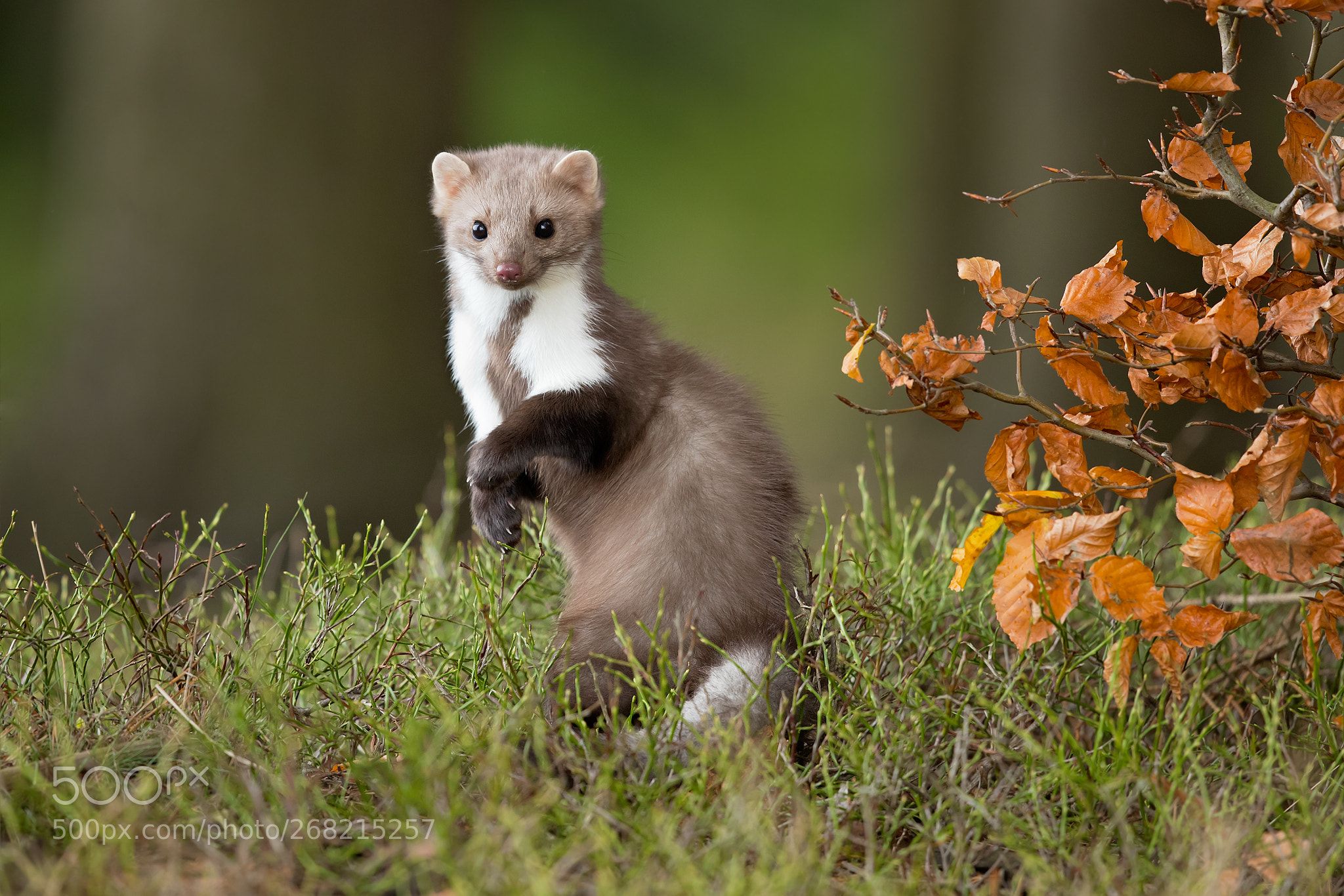 European Pine Marten Wallpapers - Wallpaper Cave