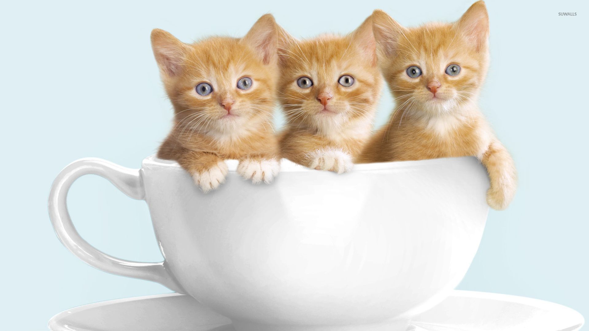 Mug Cat Wallpapers - Wallpaper Cave