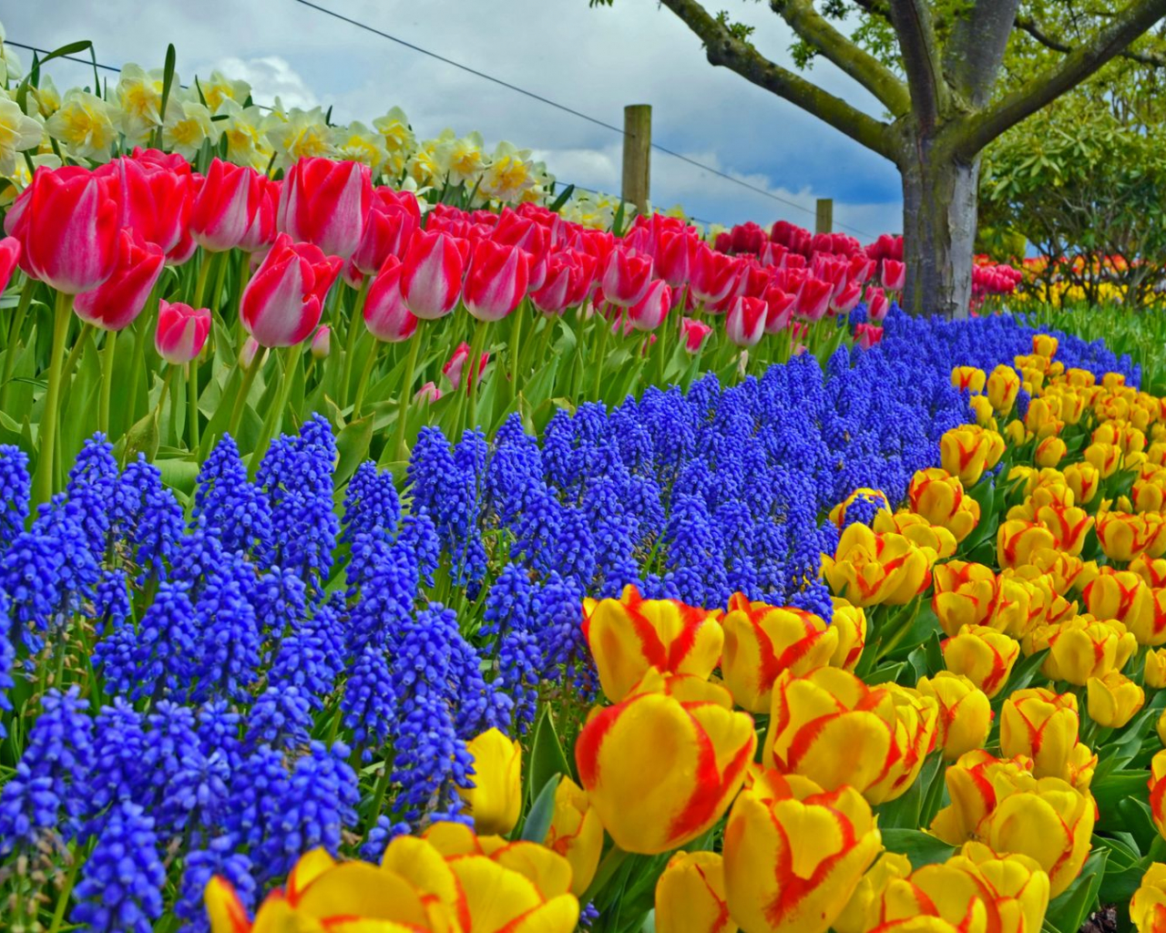 Spring Tulip Art Wallpapers - Wallpaper Cave