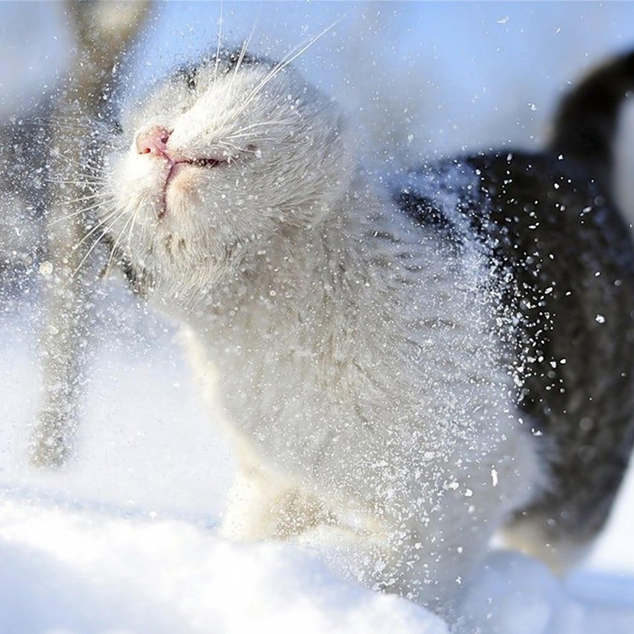 Cat In Snow Wallpapers - Wallpaper Cave