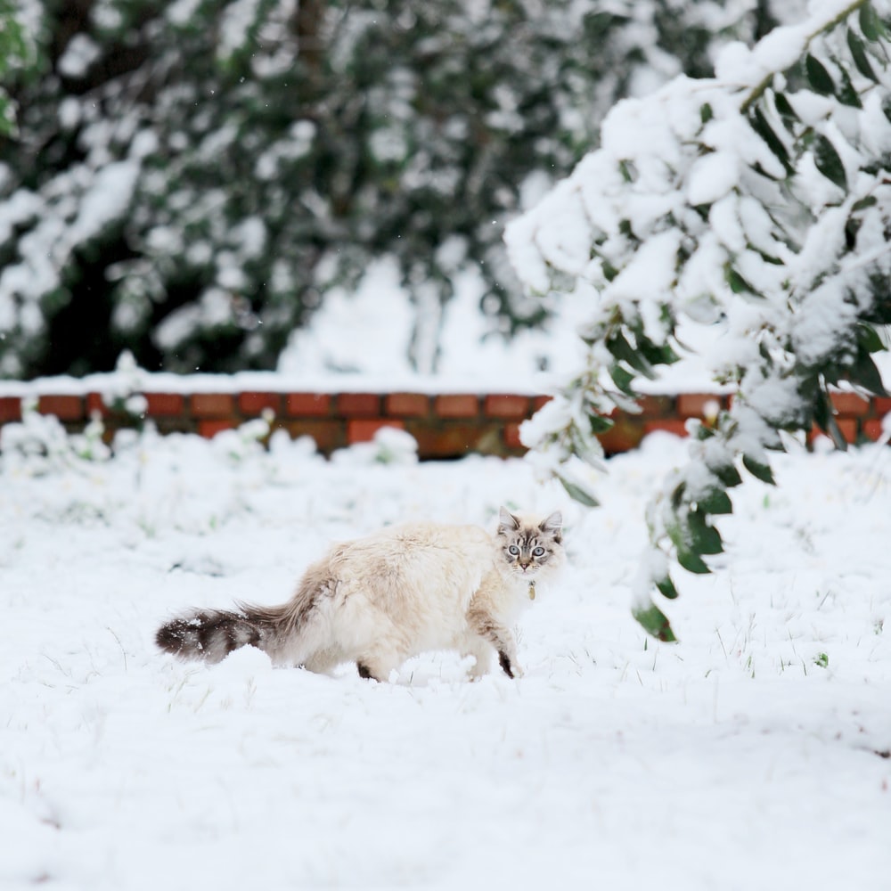 Cat In Snow Wallpapers - Wallpaper Cave