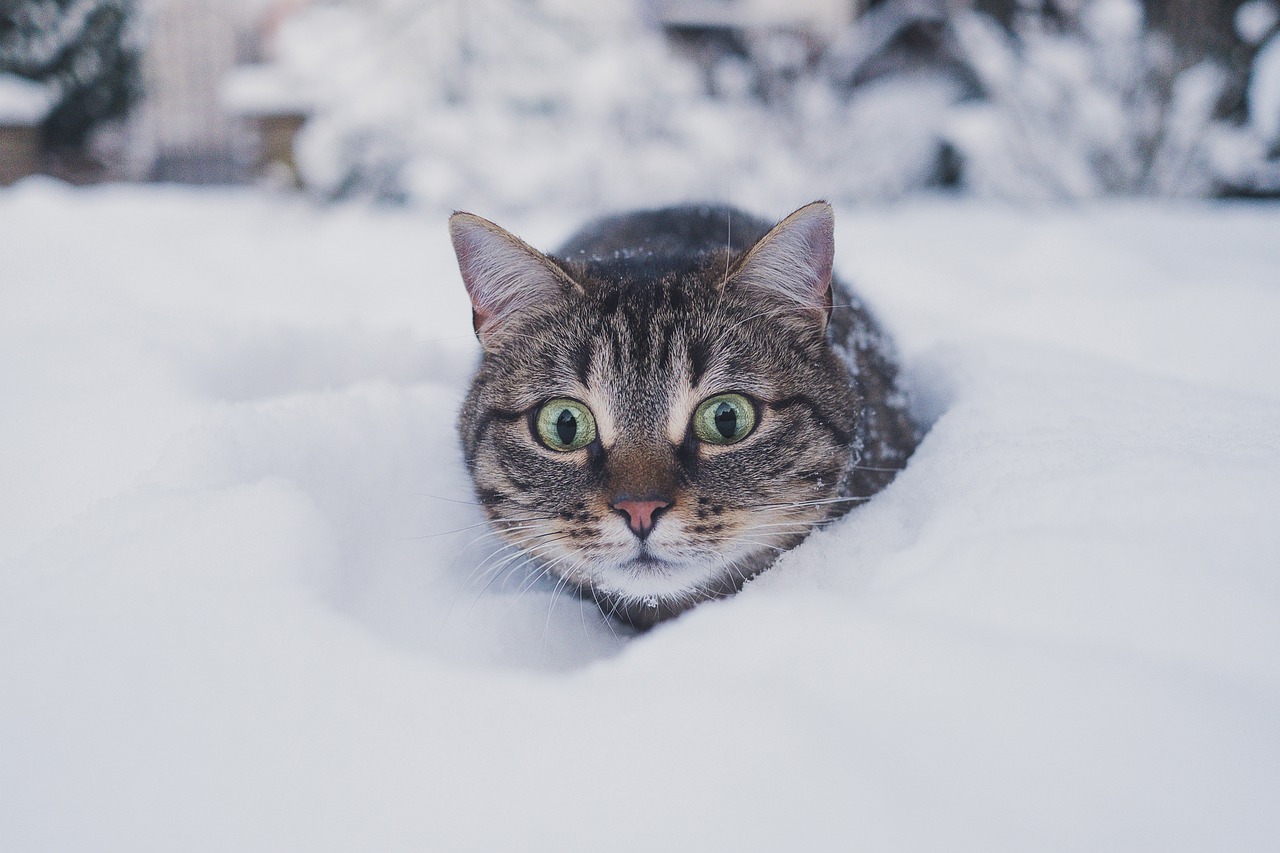 Cat In Snow Wallpapers - Wallpaper Cave