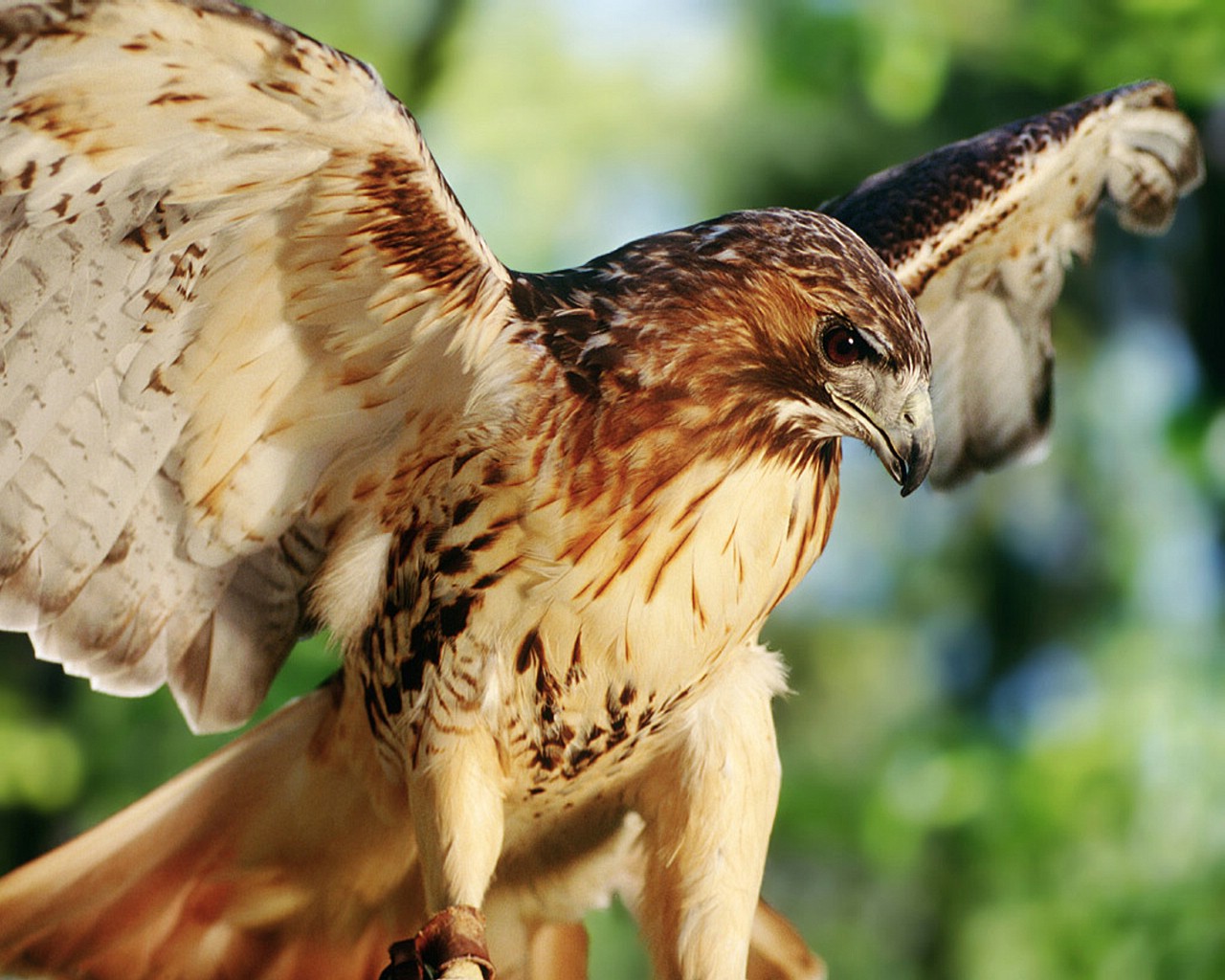 Red Tailed Hawk Wallpapers - Wallpaper Cave