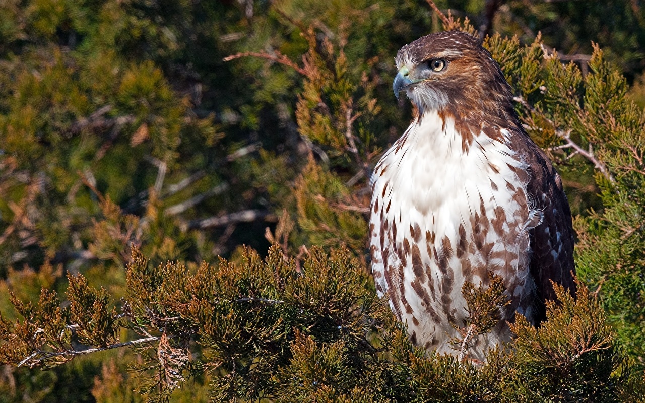 Red Tailed Hawk Wallpapers - Wallpaper Cave