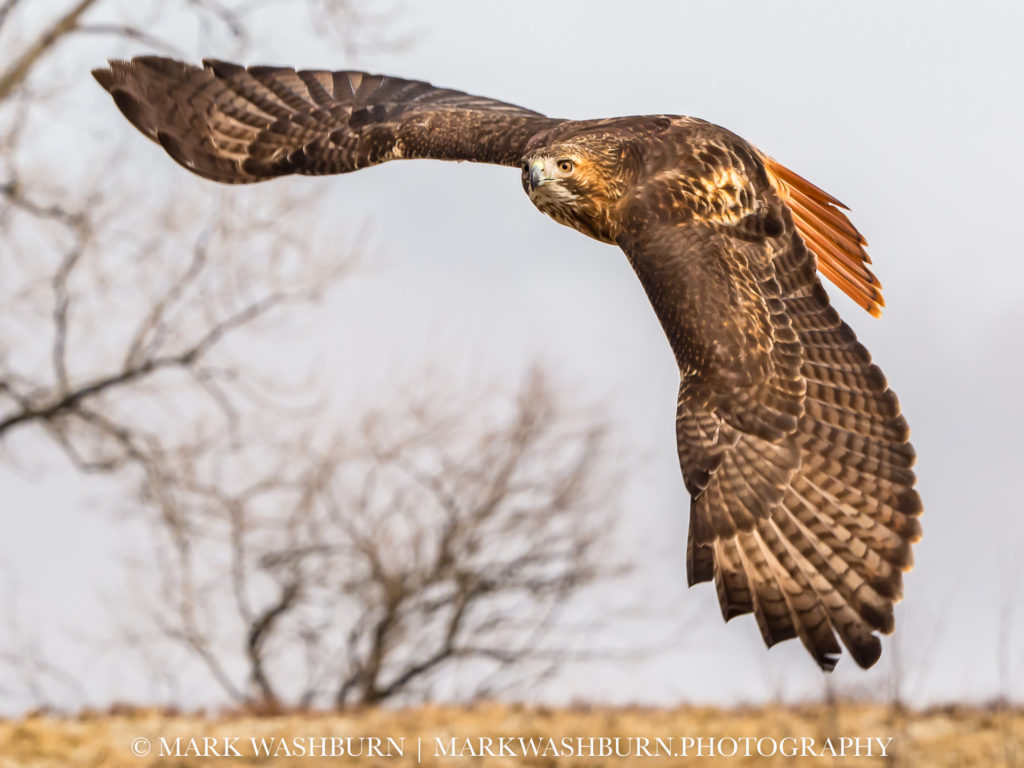 Red Tailed Hawk Wallpapers - Wallpaper Cave
