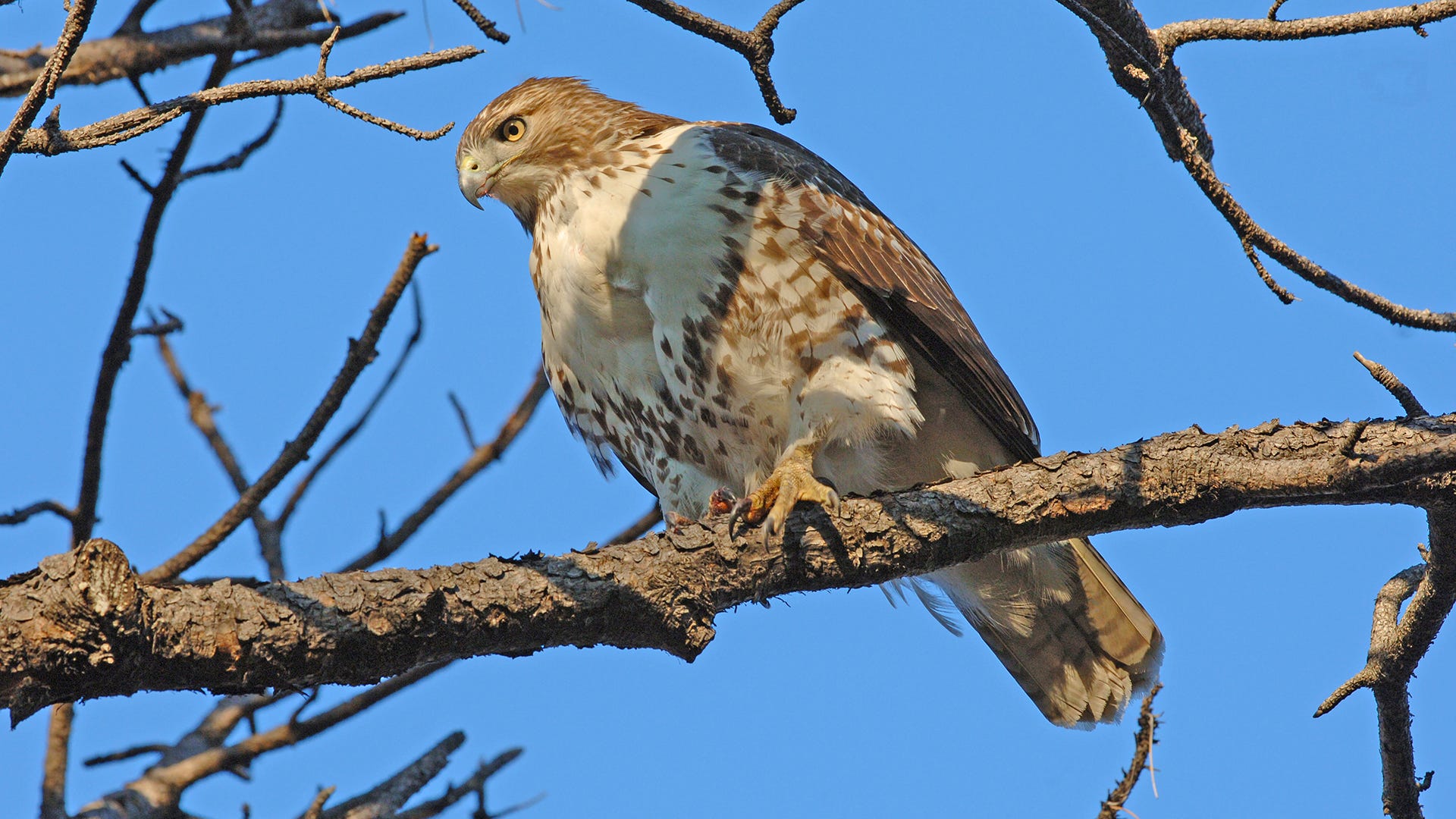 Red Tailed Hawk Wallpapers - Wallpaper Cave