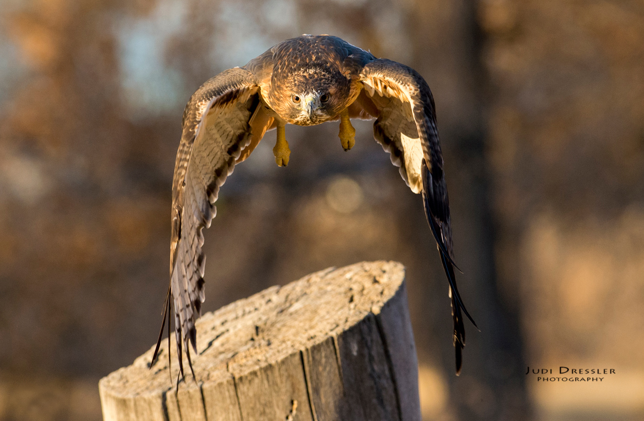 Red Tailed Hawk Wallpapers - Wallpaper Cave