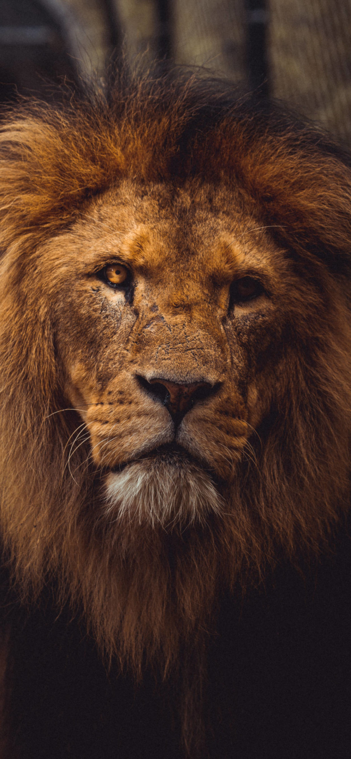 Lion iPhone 7 Plus Wallpapers - Wallpaper Cave