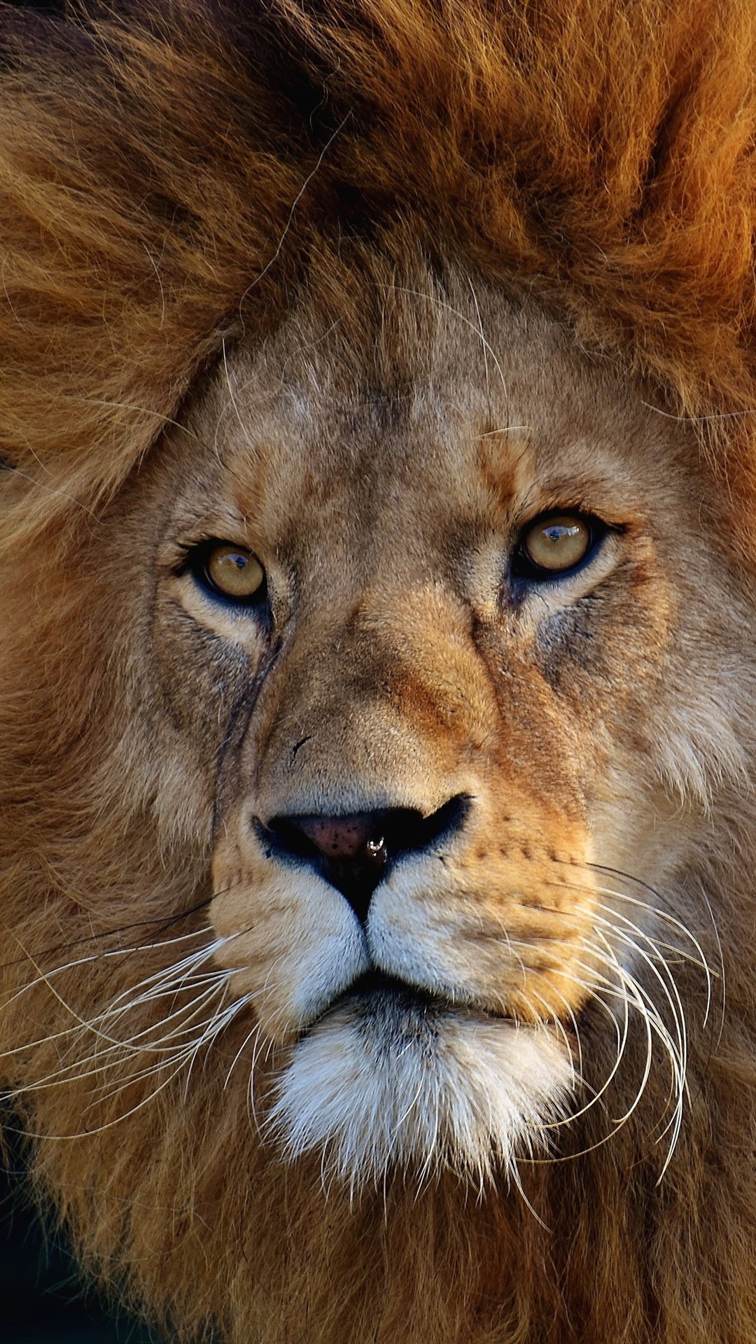 Lion iPhone 7 Plus Wallpapers - Wallpaper Cave