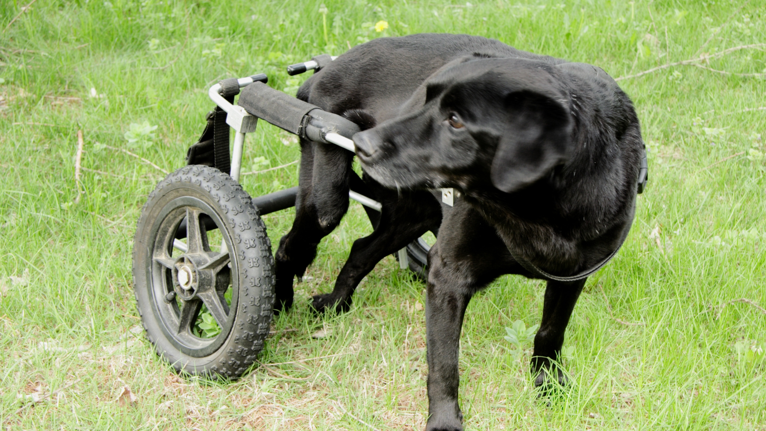 Dog On Wheels Wallpapers - Wallpaper Cave