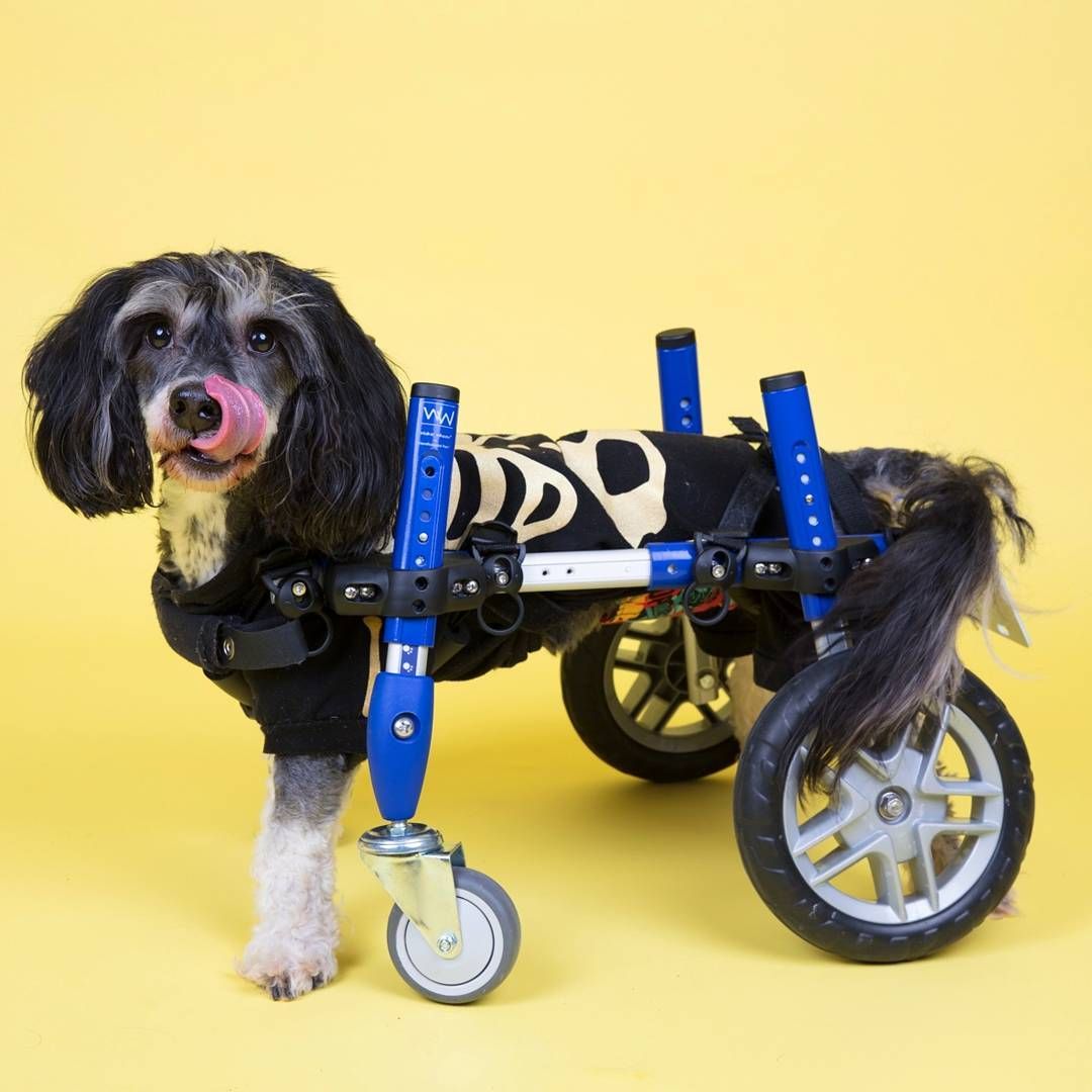 Dog On Wheels Wallpapers - Wallpaper Cave