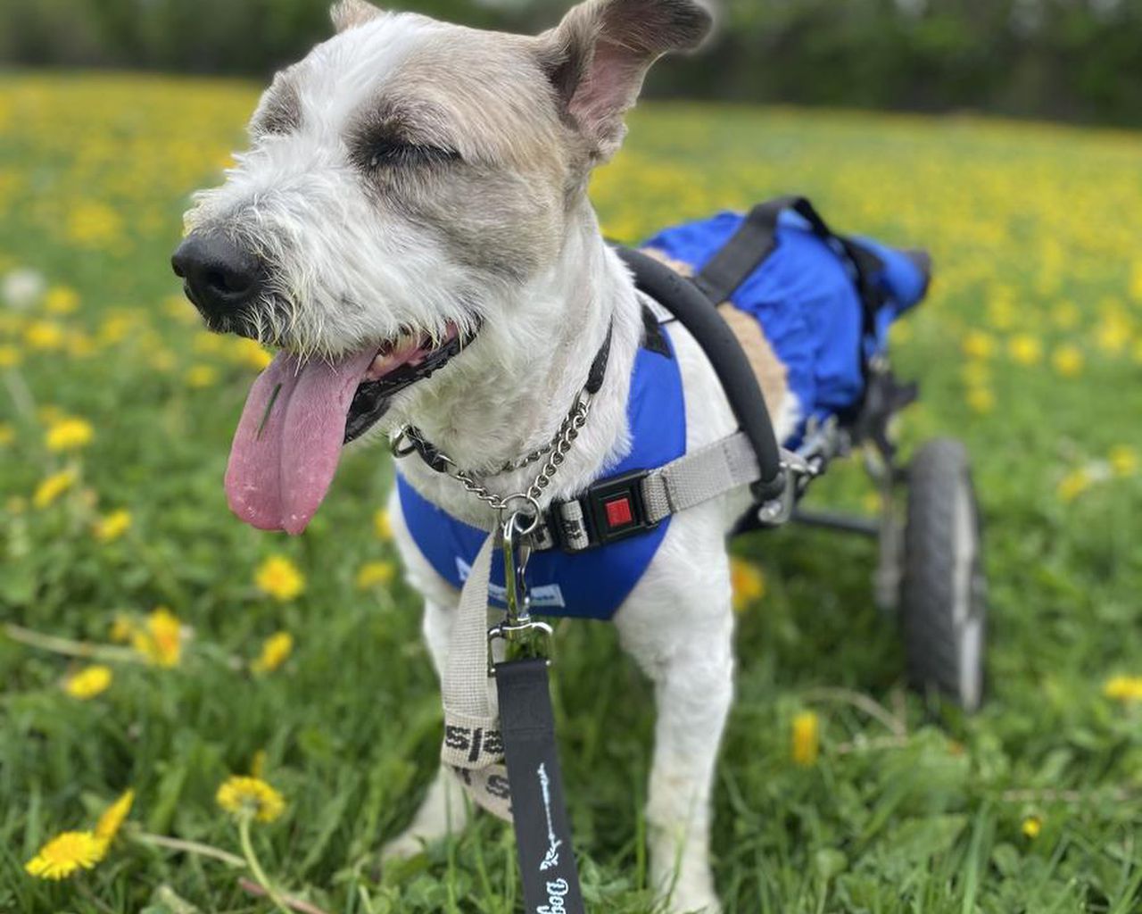 Dog On Wheels Wallpapers - Wallpaper Cave